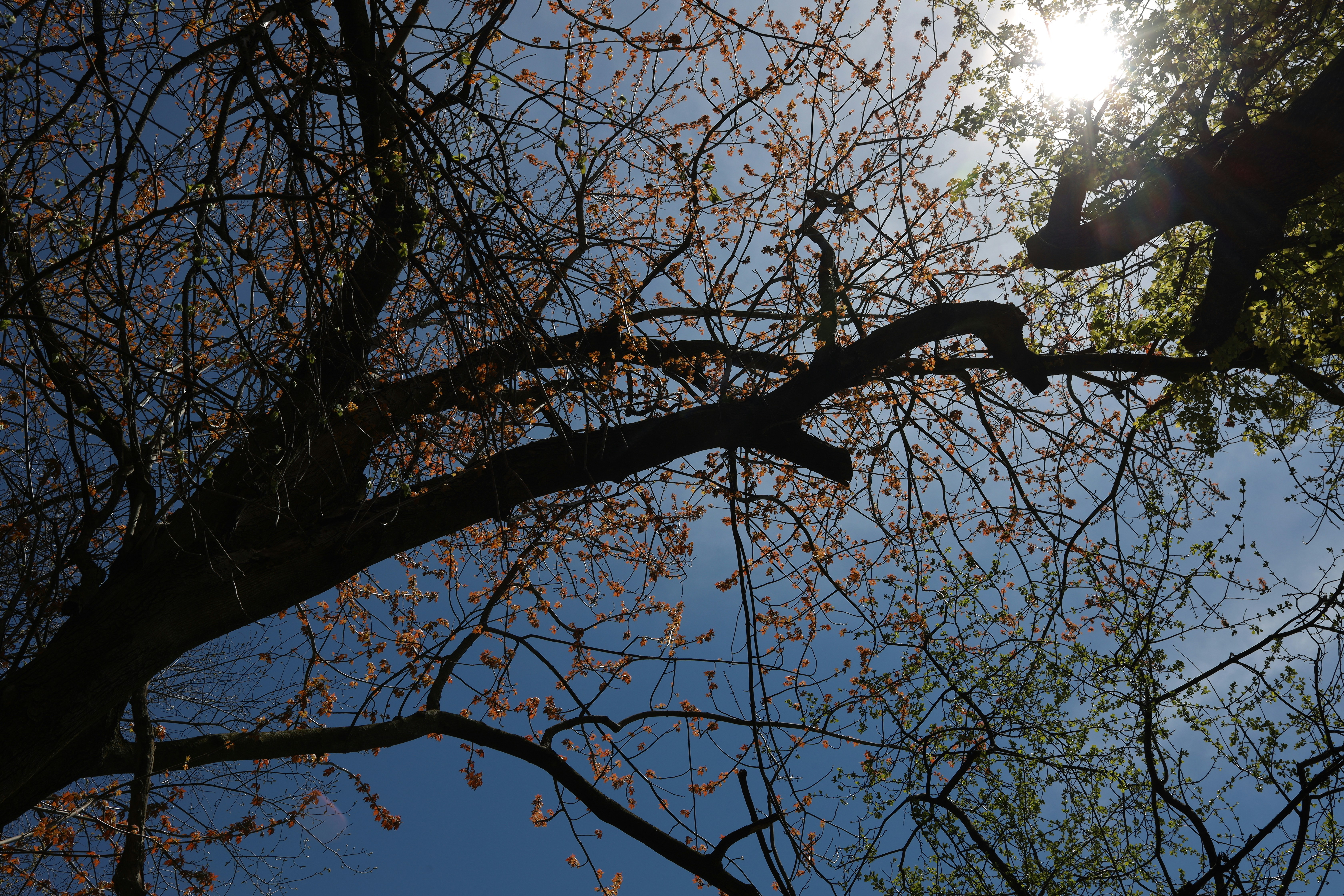 Branching Skywork: Sunlit Limbs Against a Clear Autumn Sky