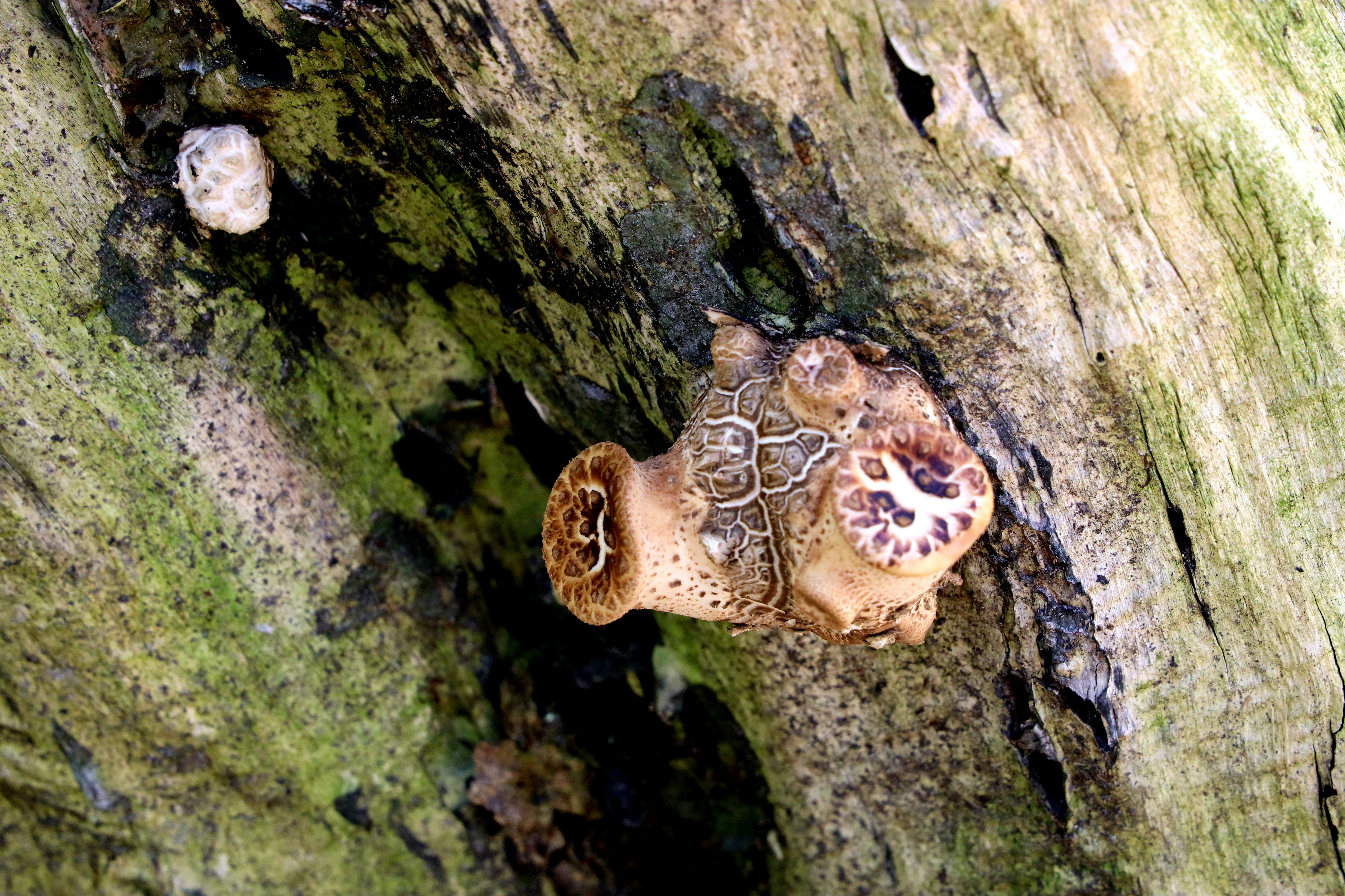 Mushroom on a Weathered Tree: Intricate Pattern in Natural Light