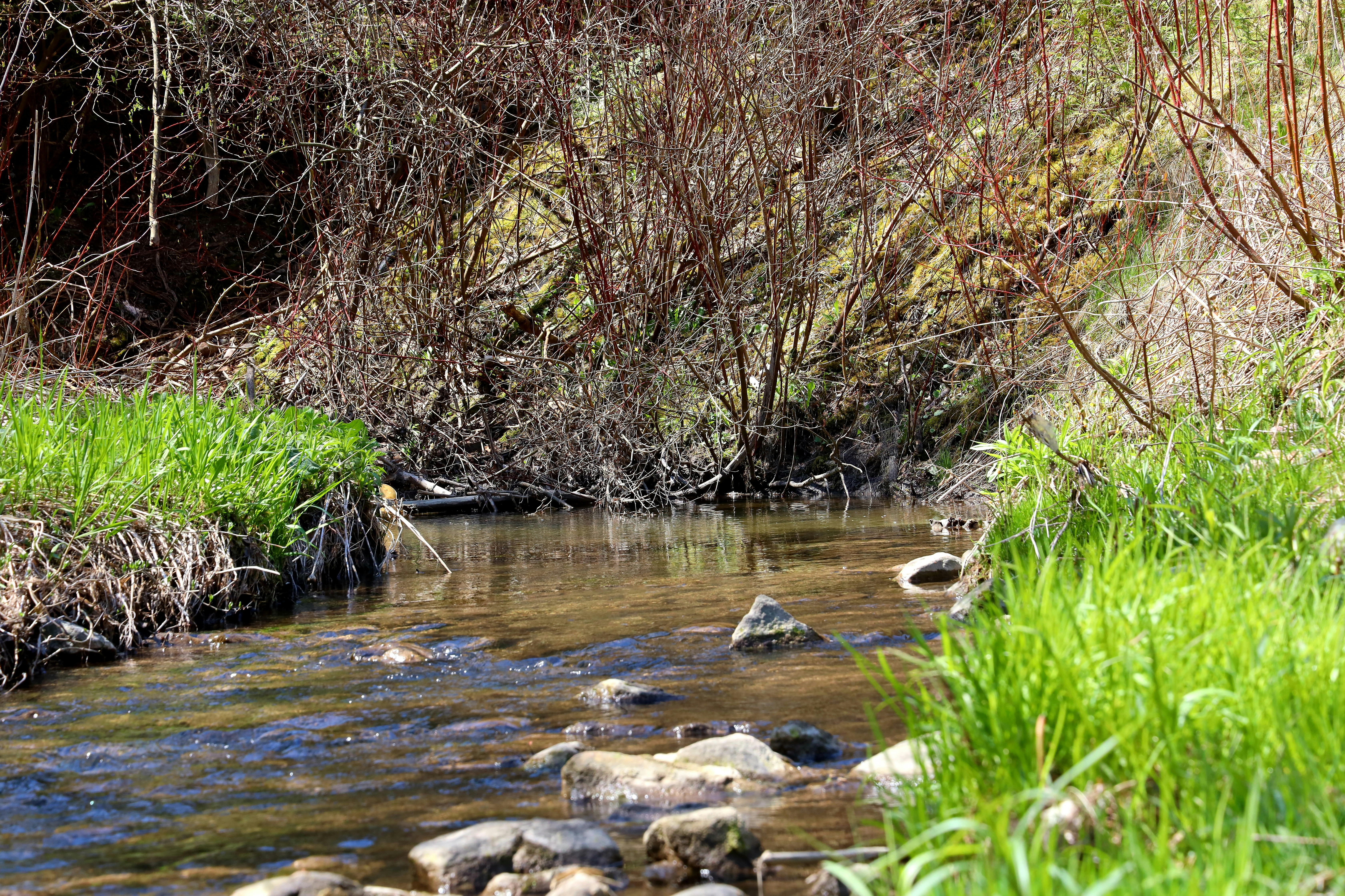 Clear Stream Ribbon Through Green Banks