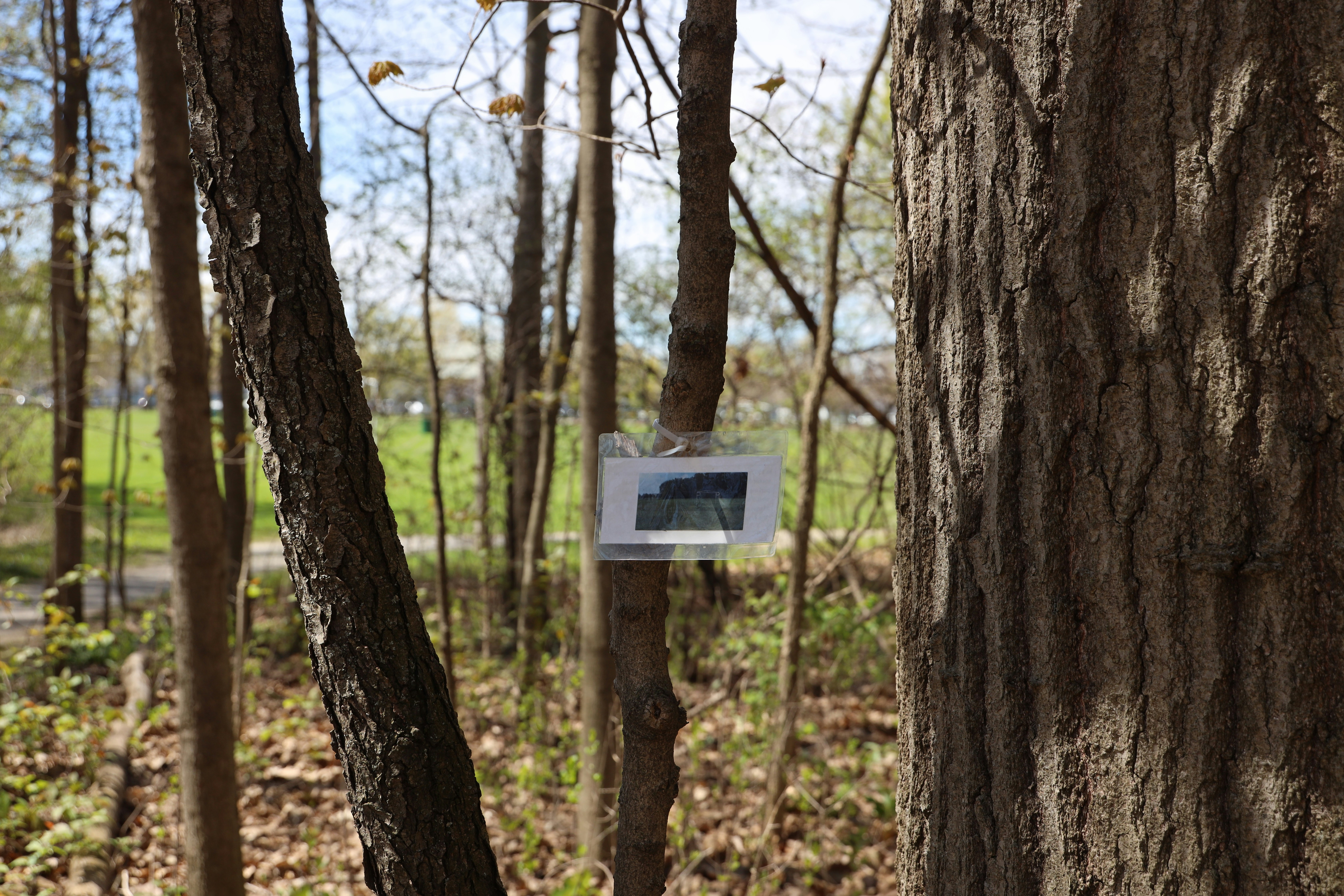 Tracking Device on a Tree: A Micro Display in a Quiet Park