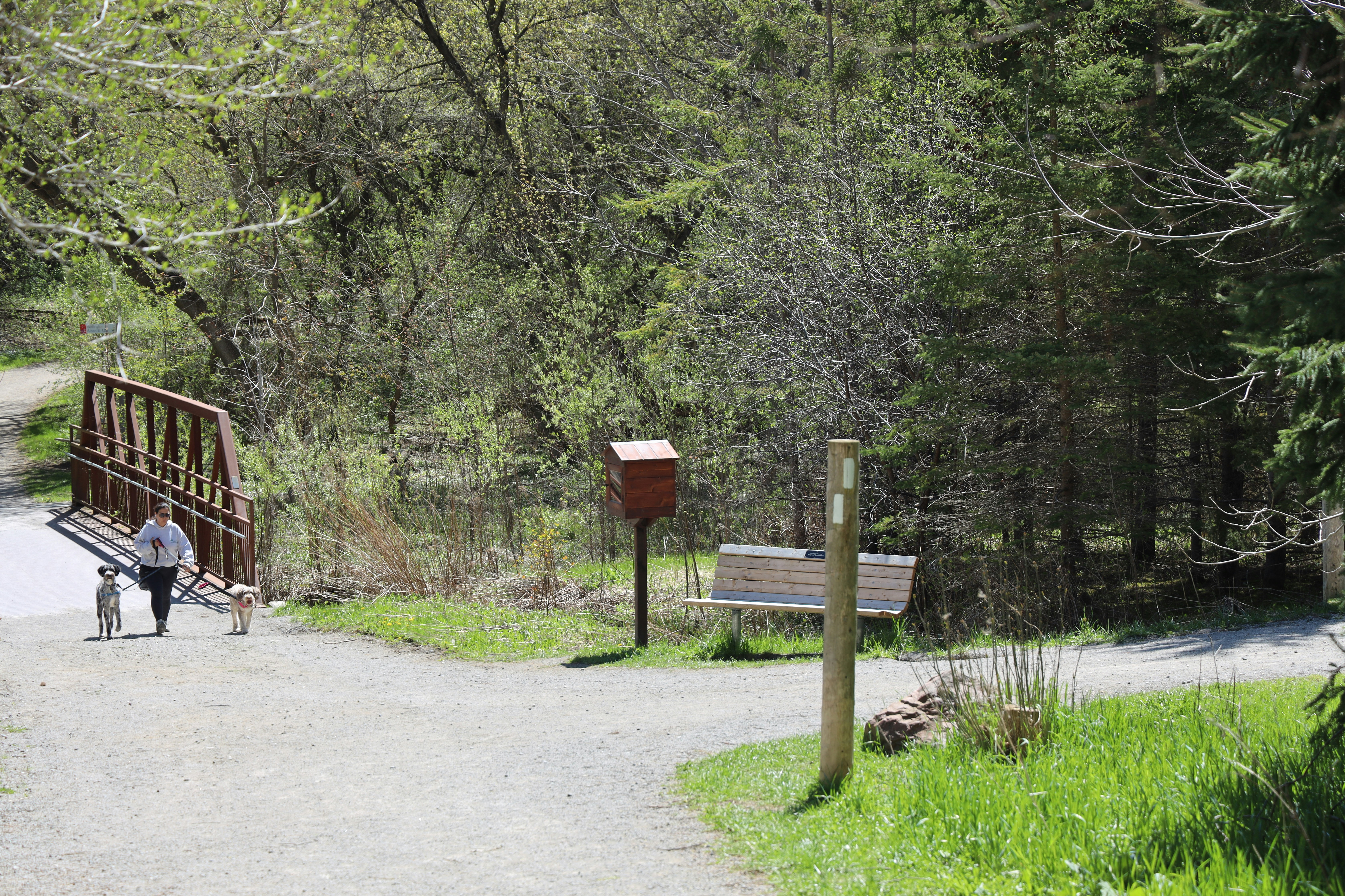 Path to the Bridge: A Quiet Park Moment