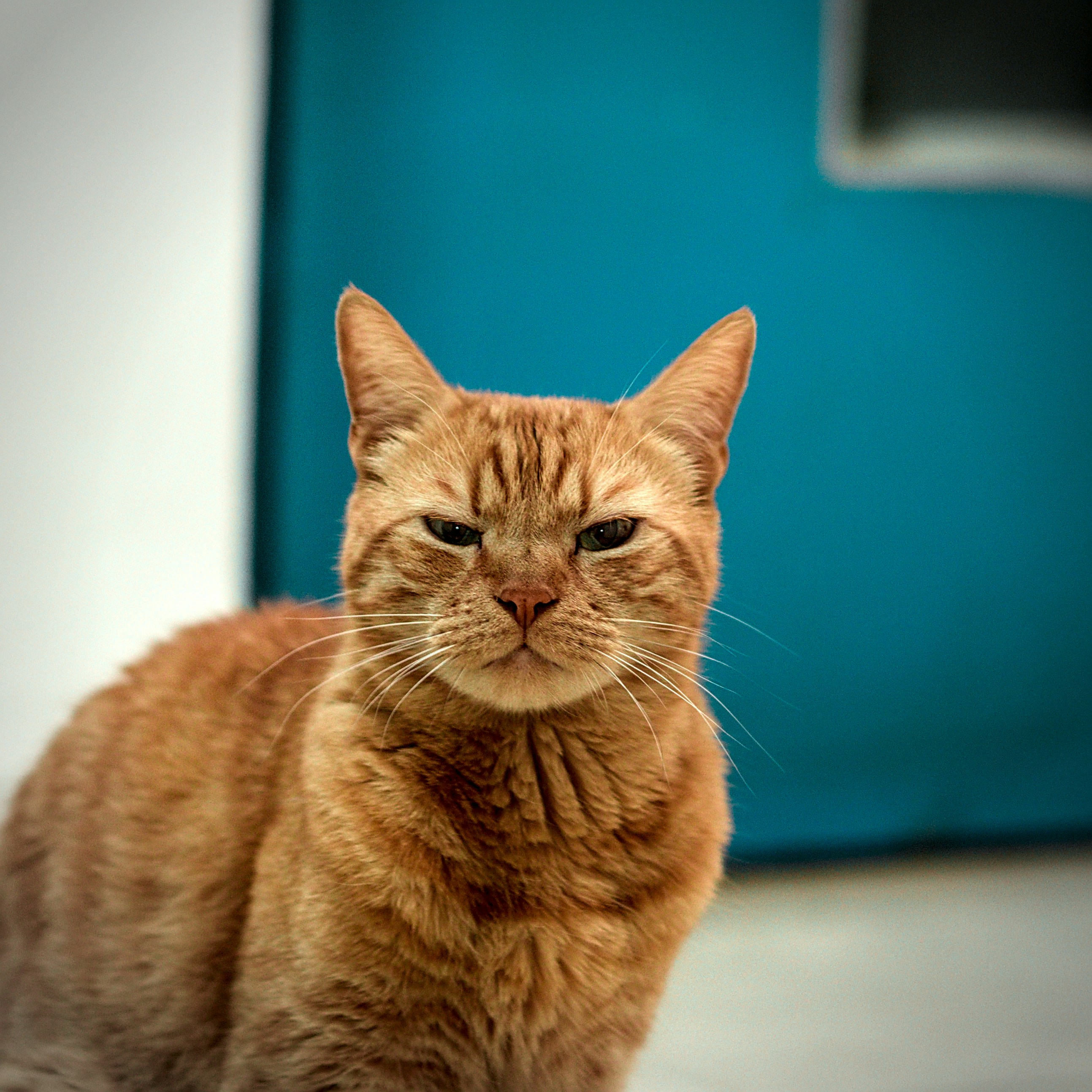 New Calico Watch: A Curious Orange Face in Front of a Teal Door