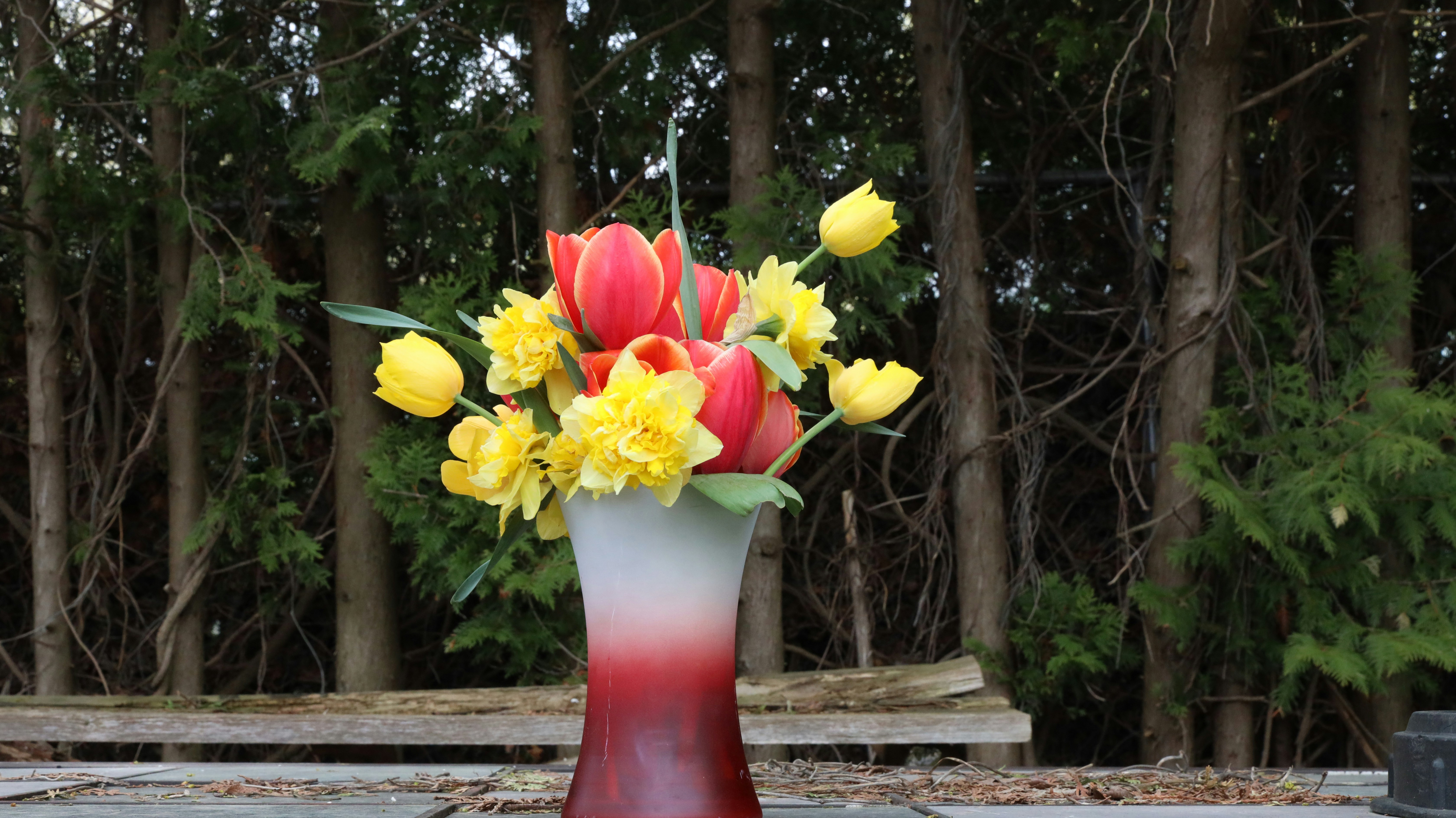 Vibrant Tulip Vase Framed by a Forest Backdrop