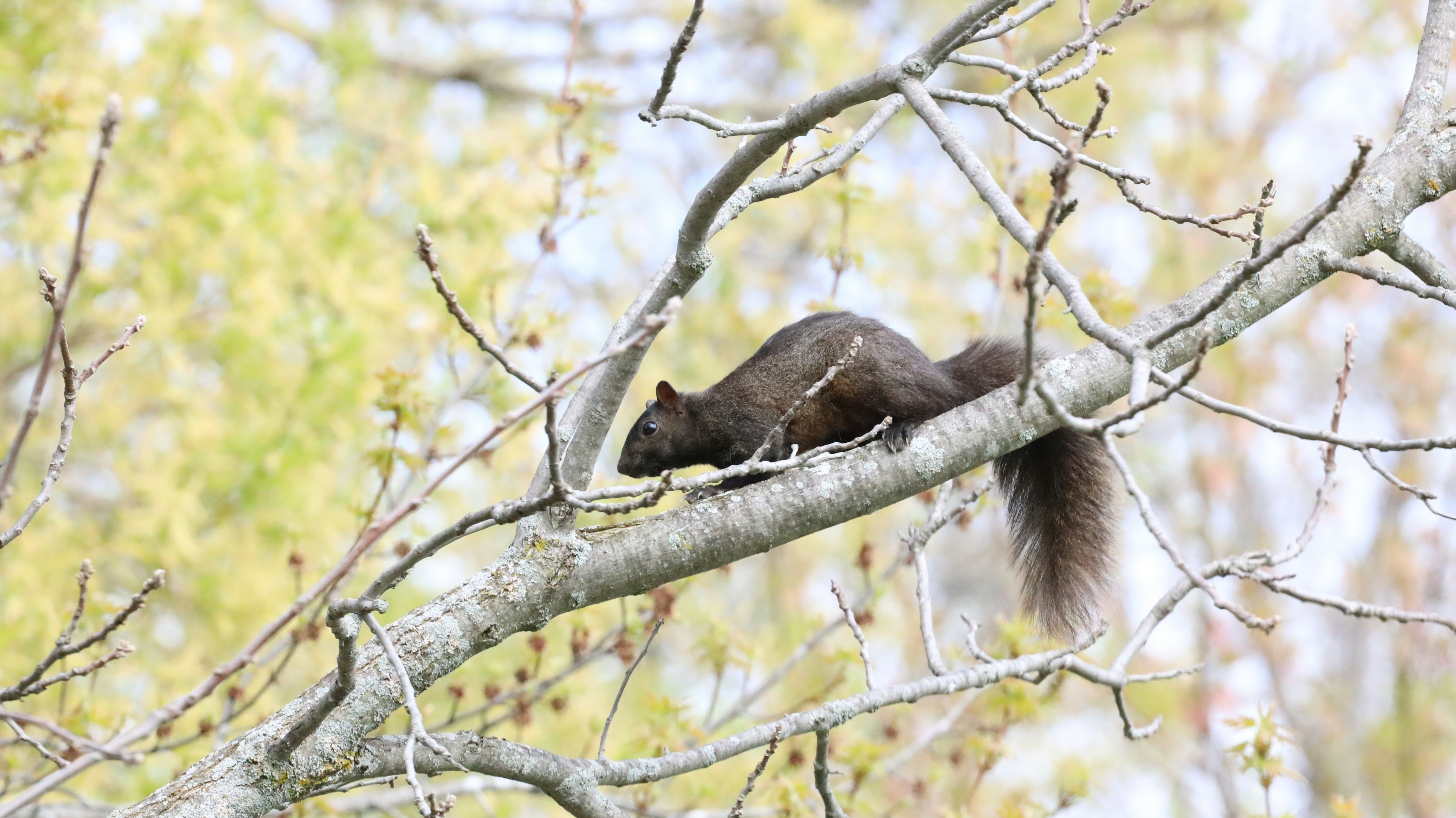 Squirrel Scout on a Lichen-Striped Branch