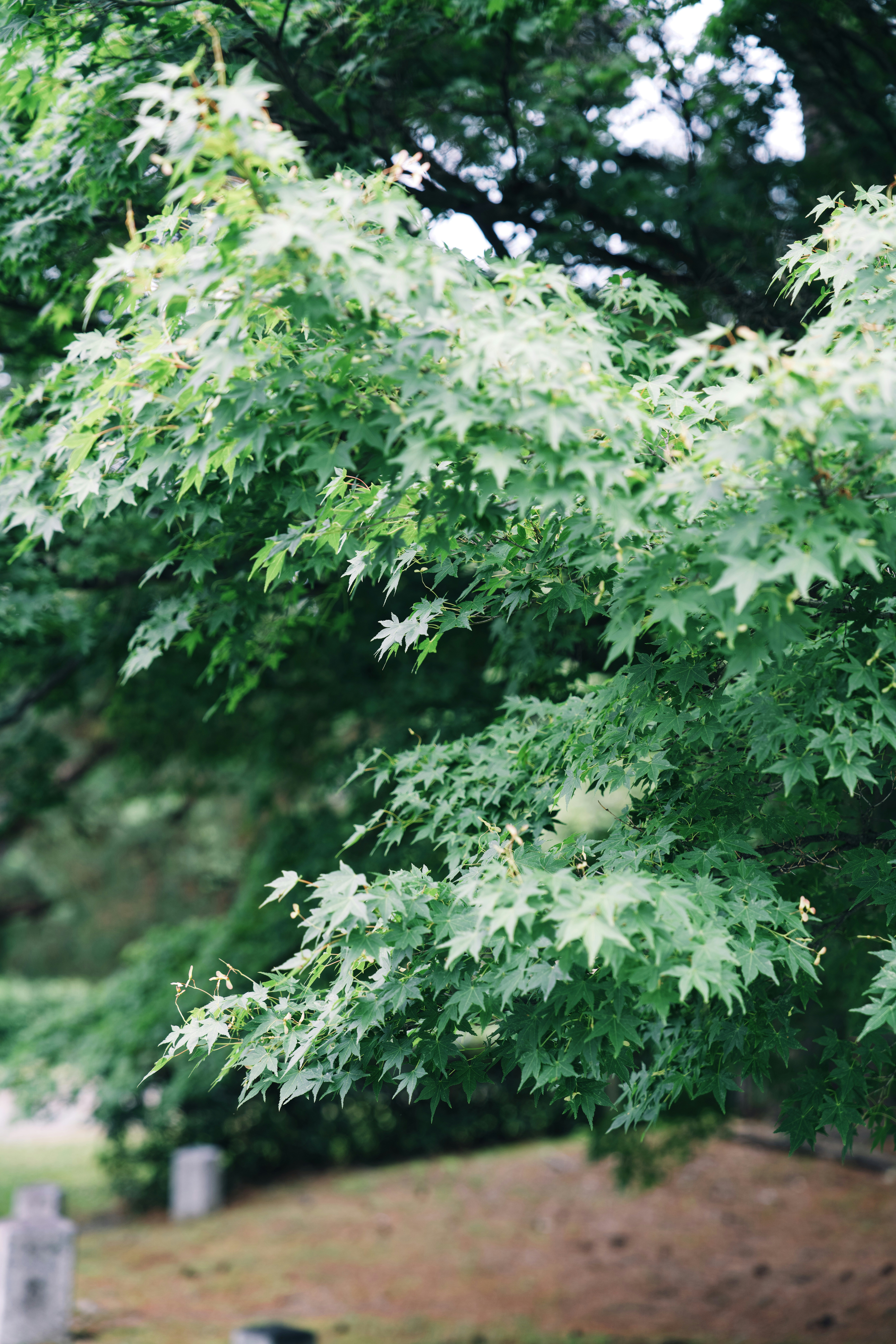 Emerald Canopy: A Whisper of Maple Foliage Over a Quiet Path