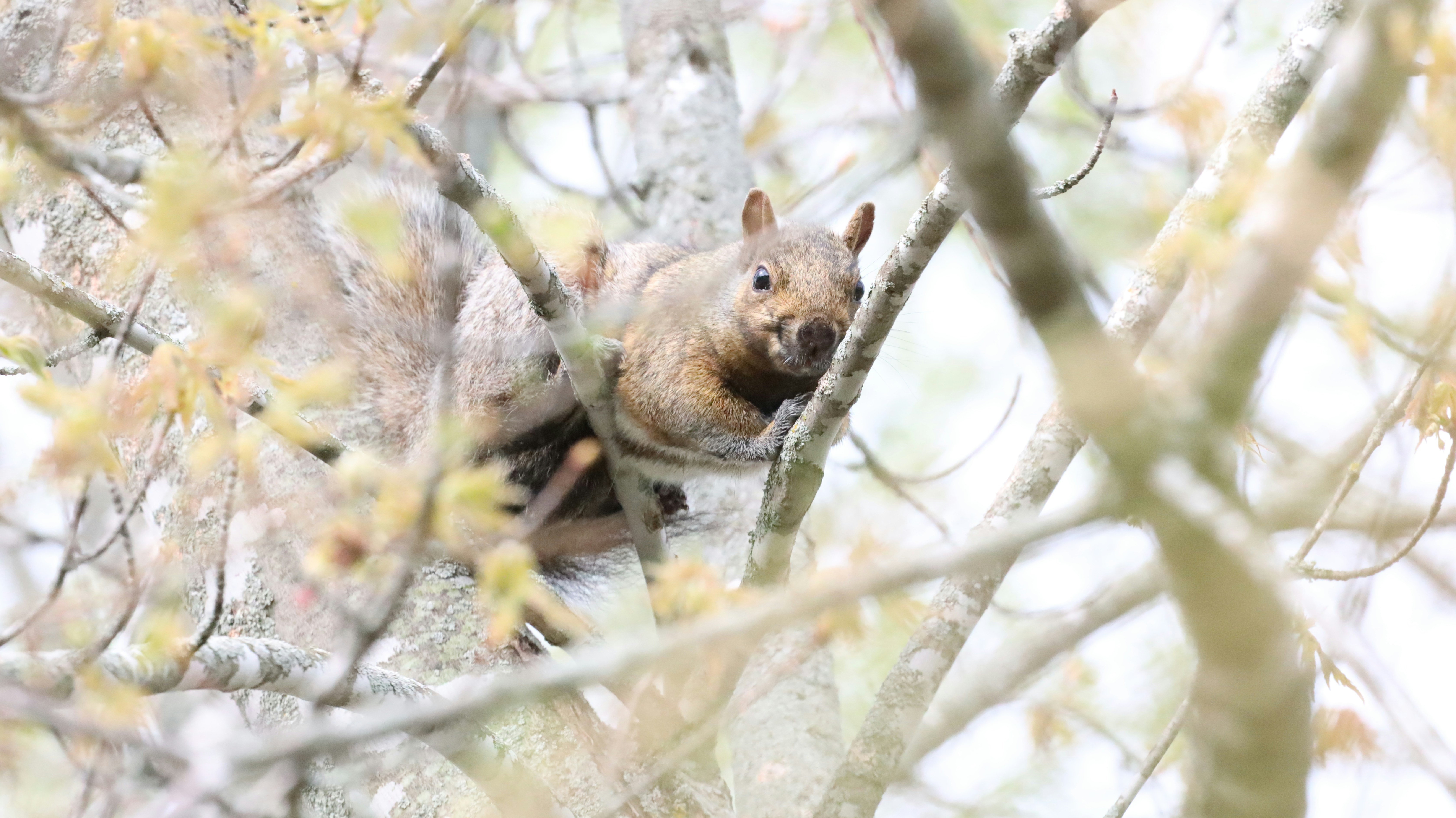 Hidden Pause: Squirrel Half-Hidden in Spring Orchard