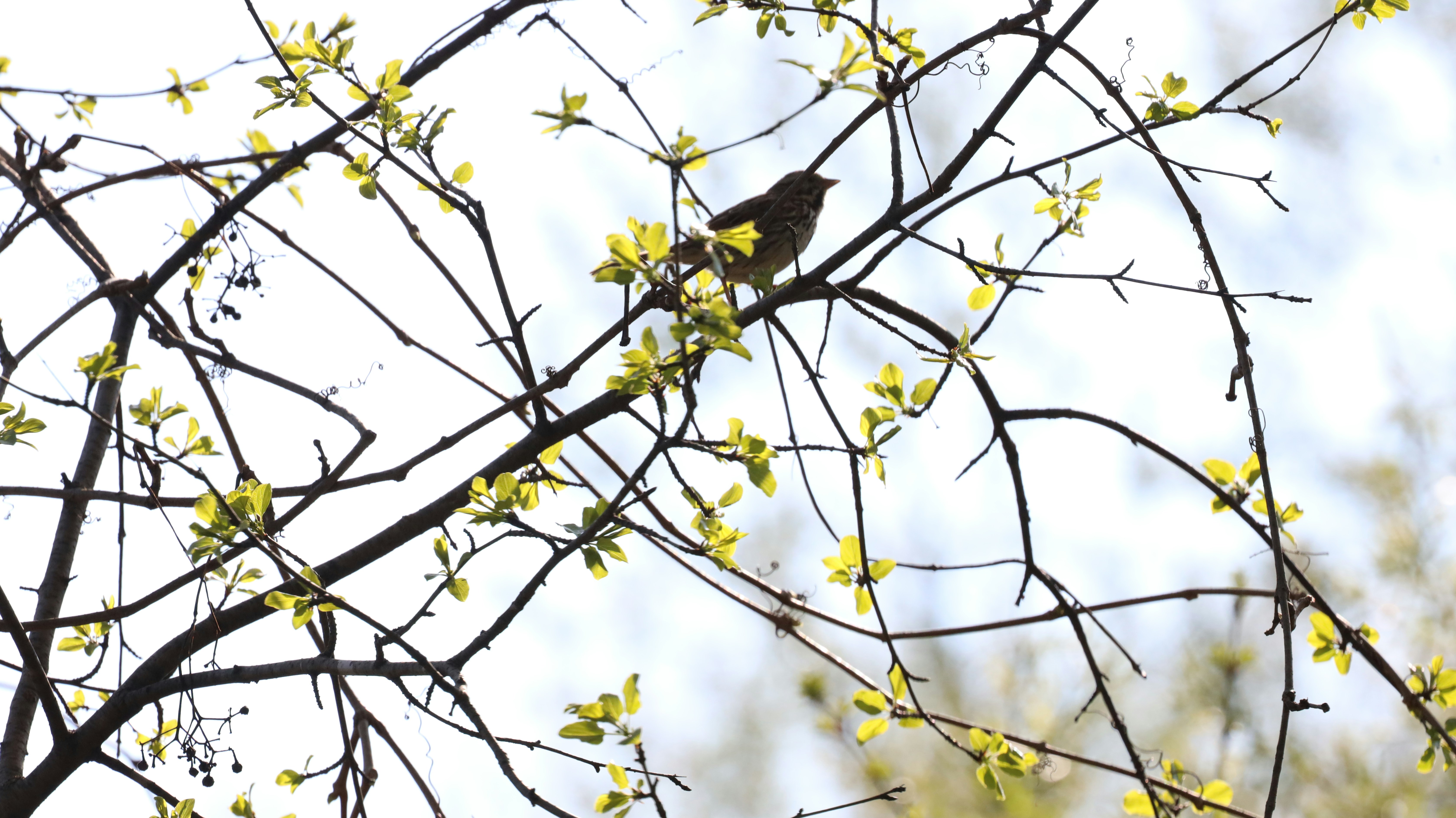 Branch Network with Early Spring Buds and a Perched Bird
