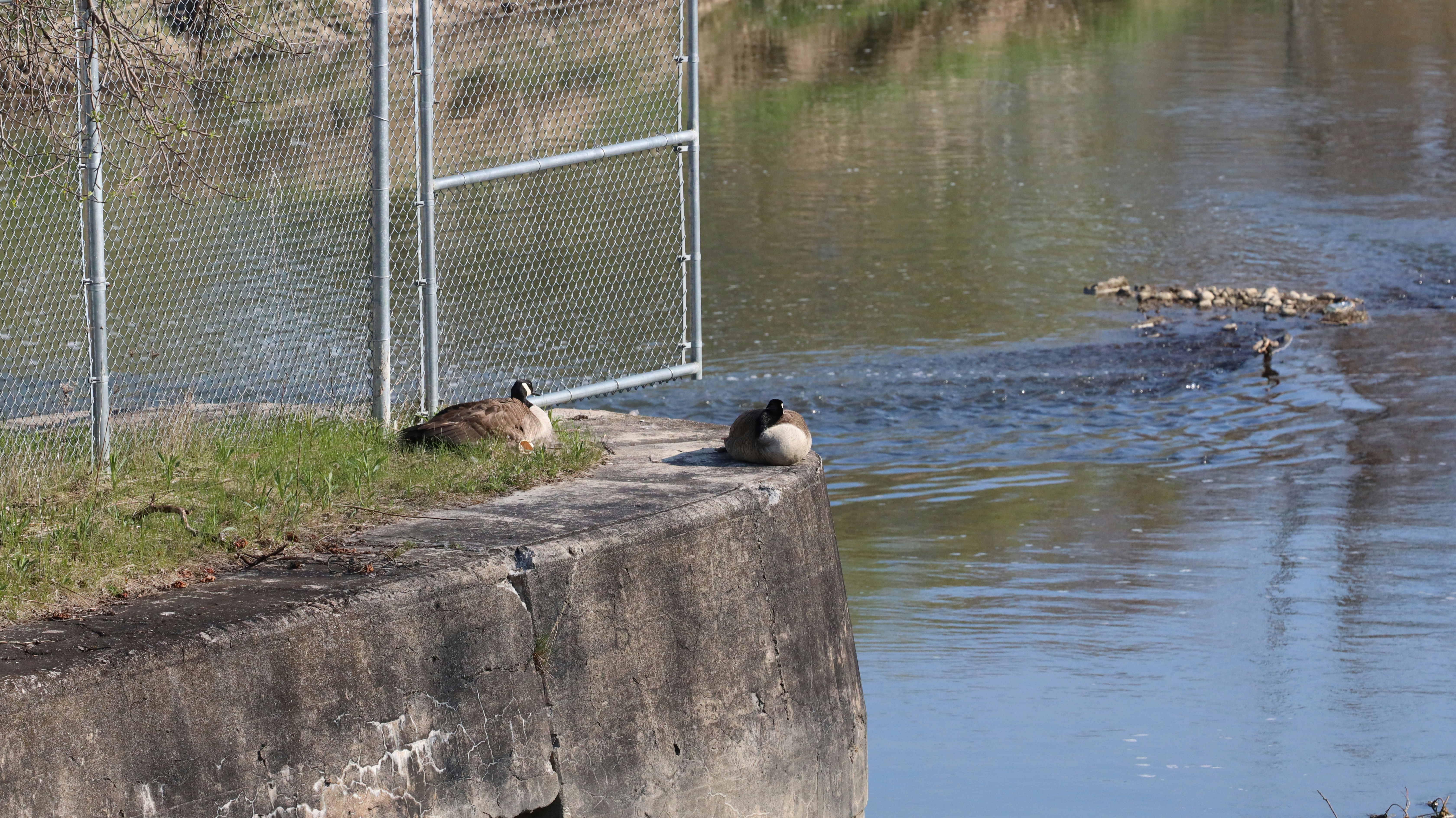 Ducks at the Edge: Quiet Conversation by the Water