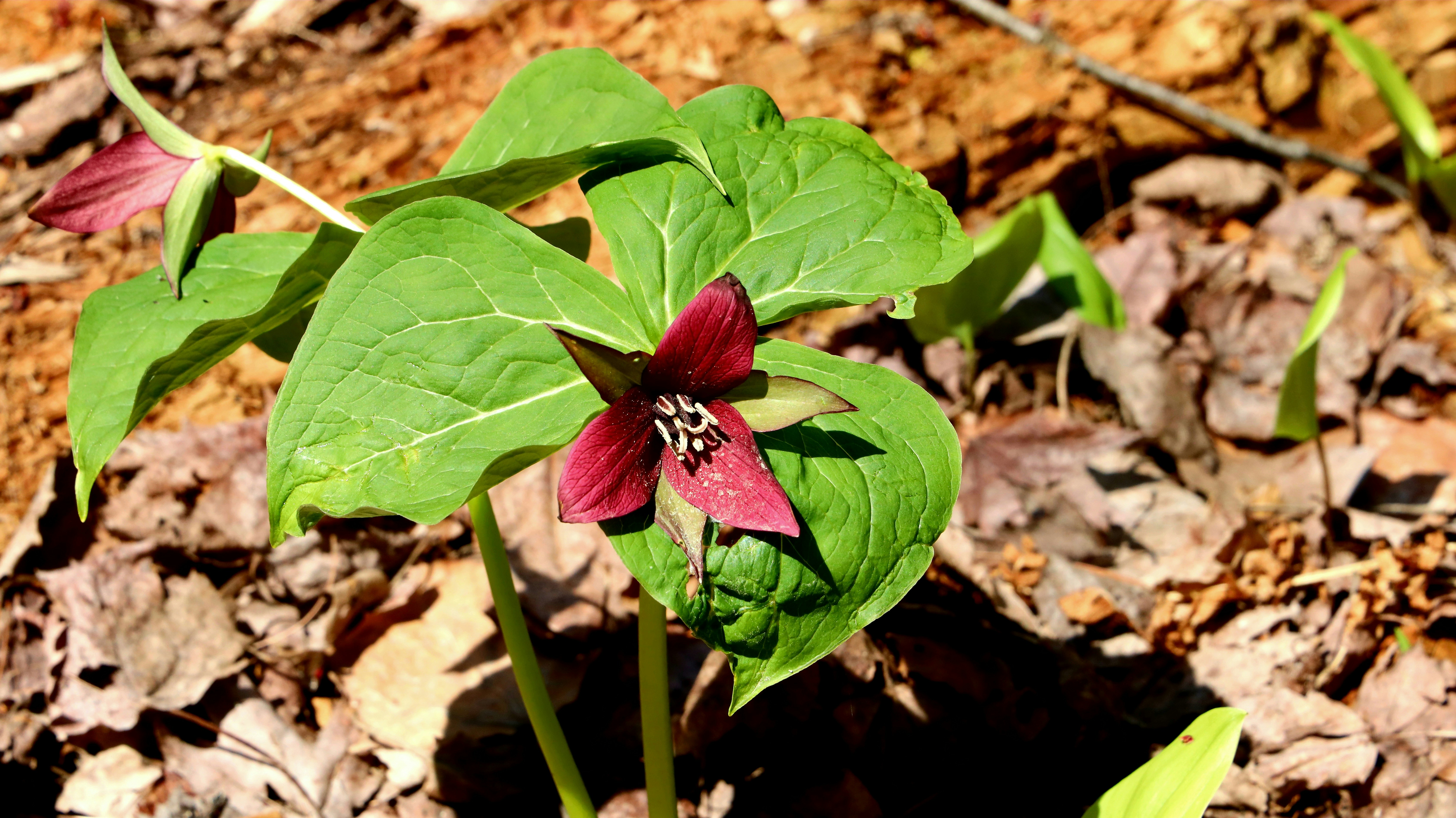 Crimson Orchid on Dappled Forest Floor