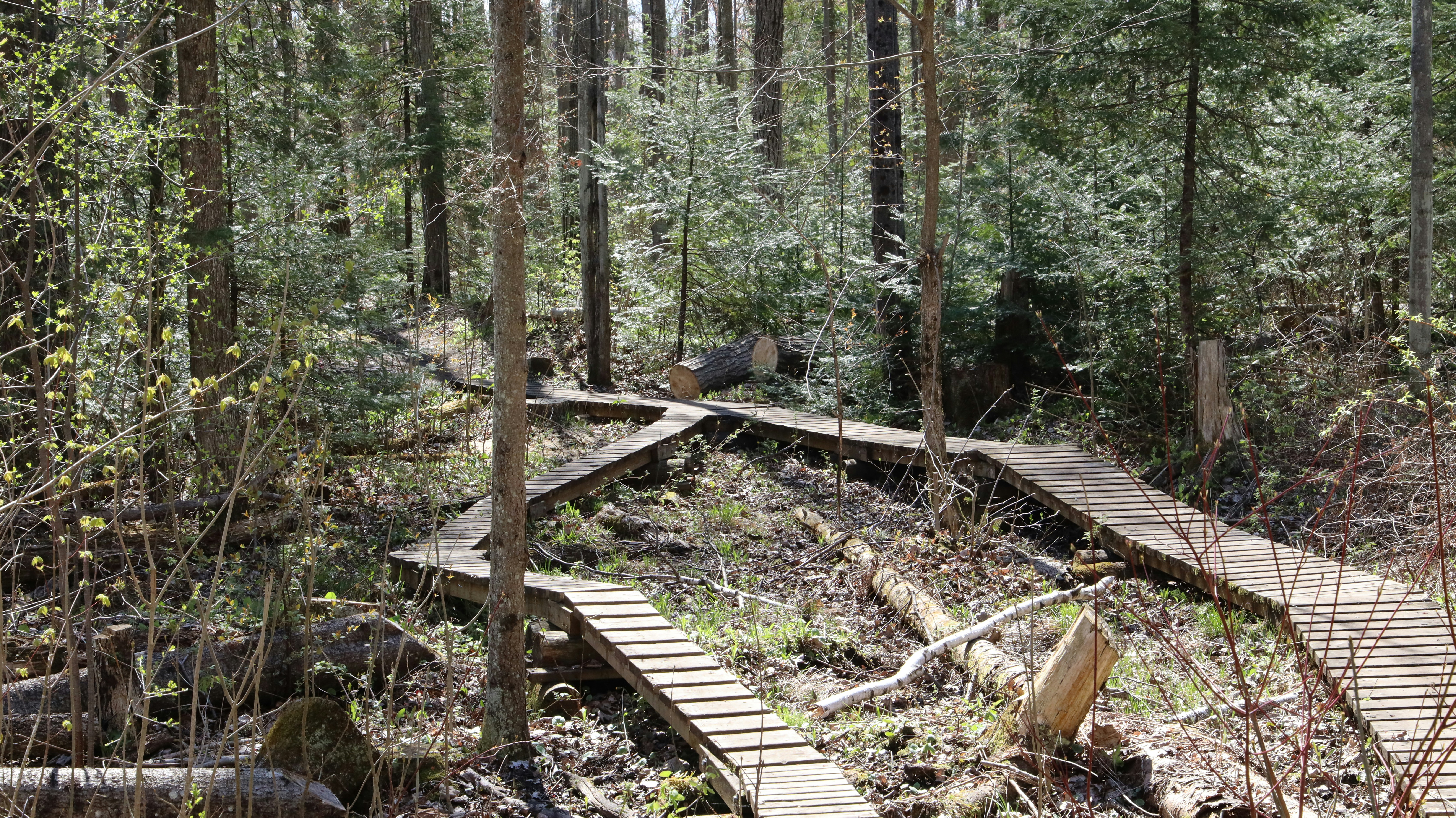 Forest Staircase to Quiet Clearing