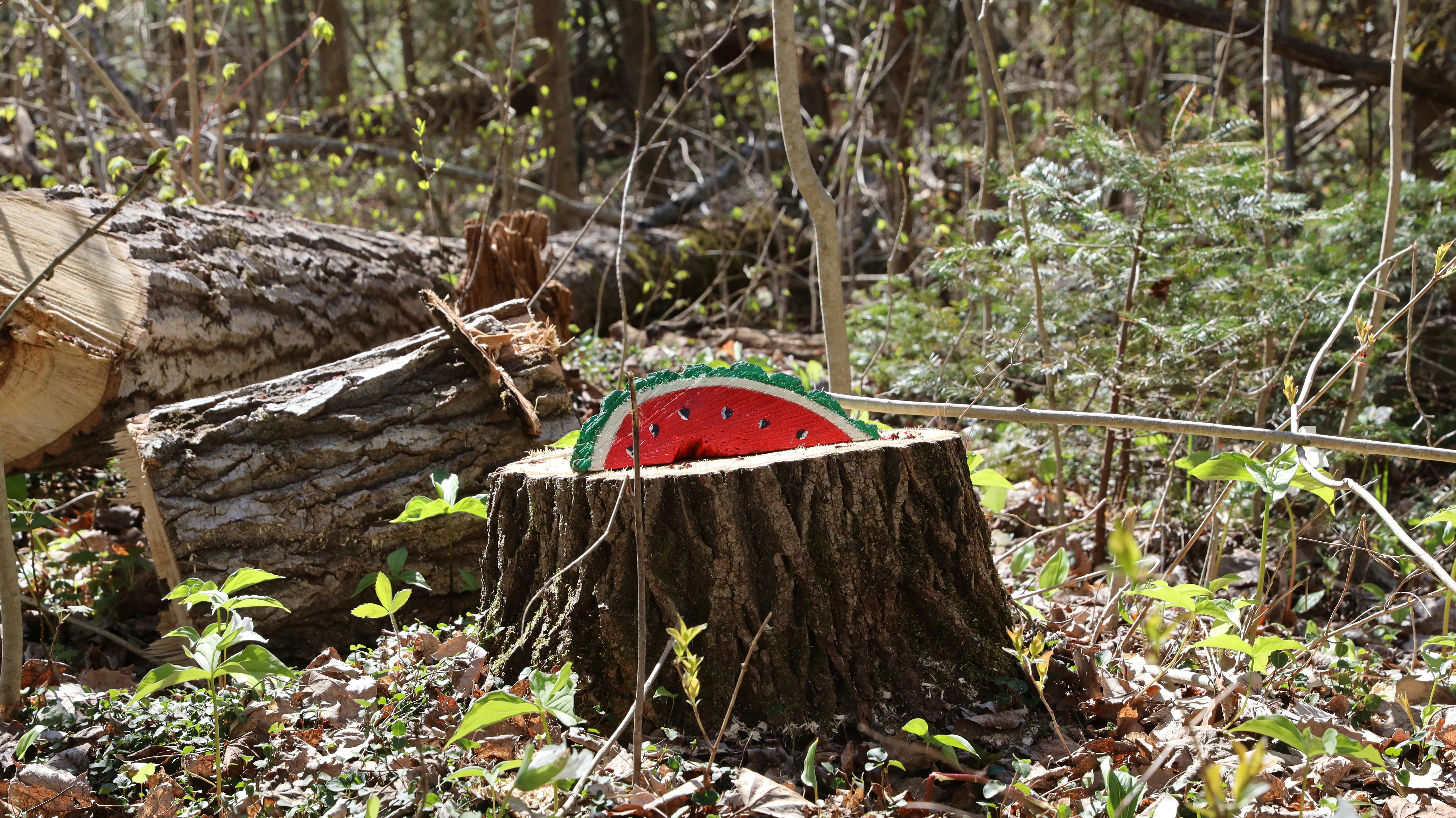 Watermelon slice on a tree stump amidst fallen logs.