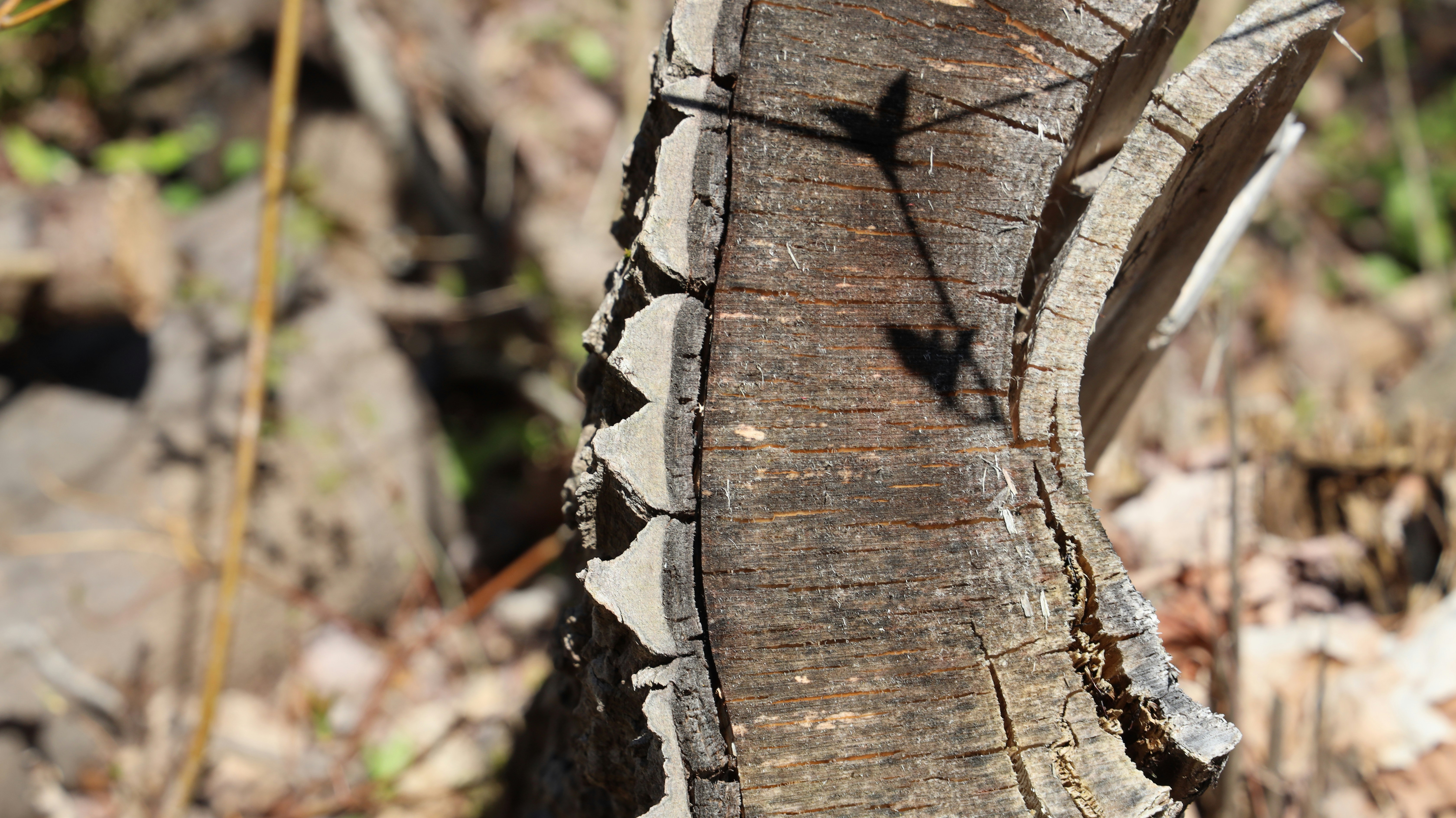 Weathered birch trunk fractures: a study in cracked bark and sunlit texture