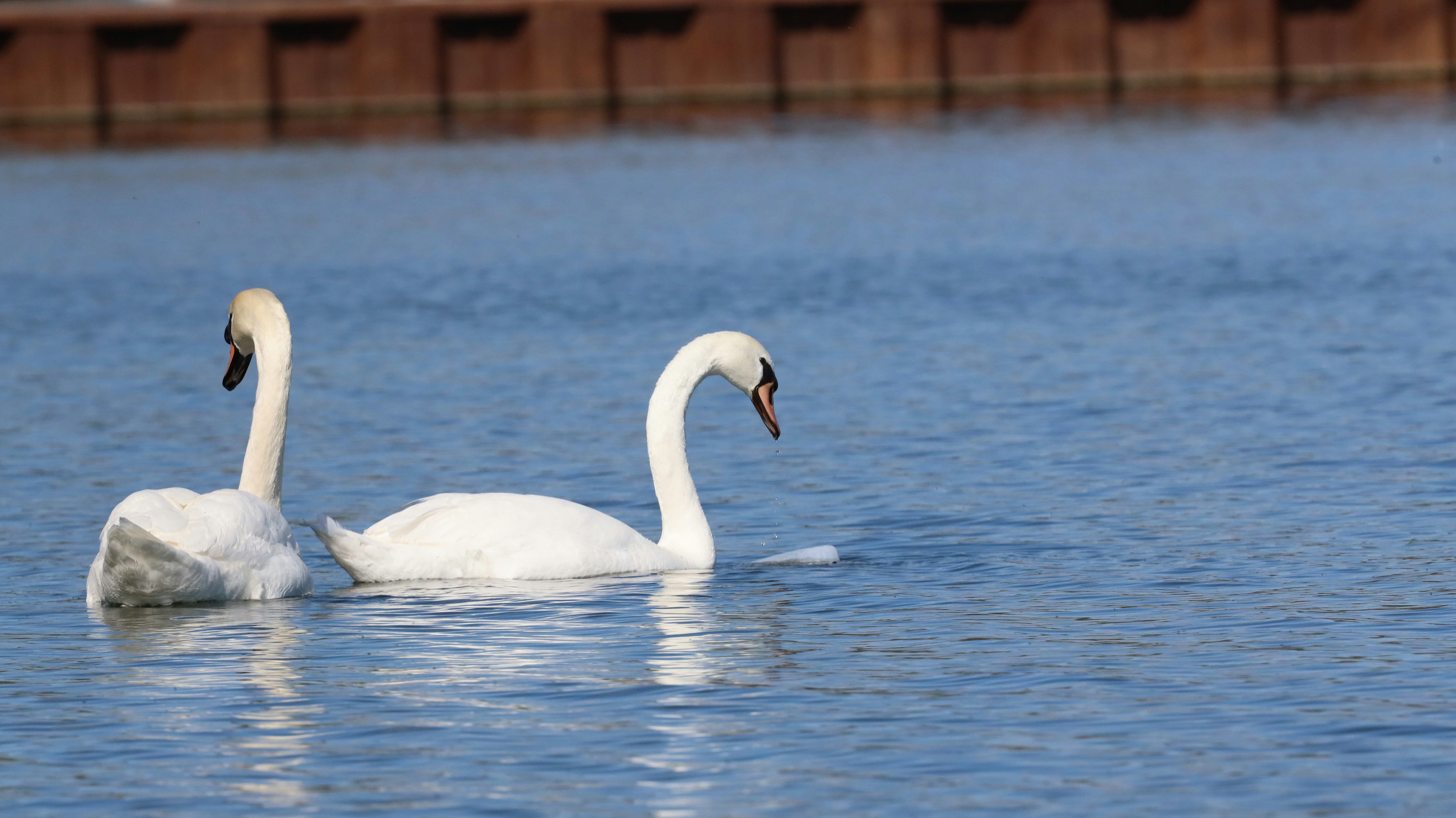 Twin Swans on Quiet Blue: A Calm River Moment