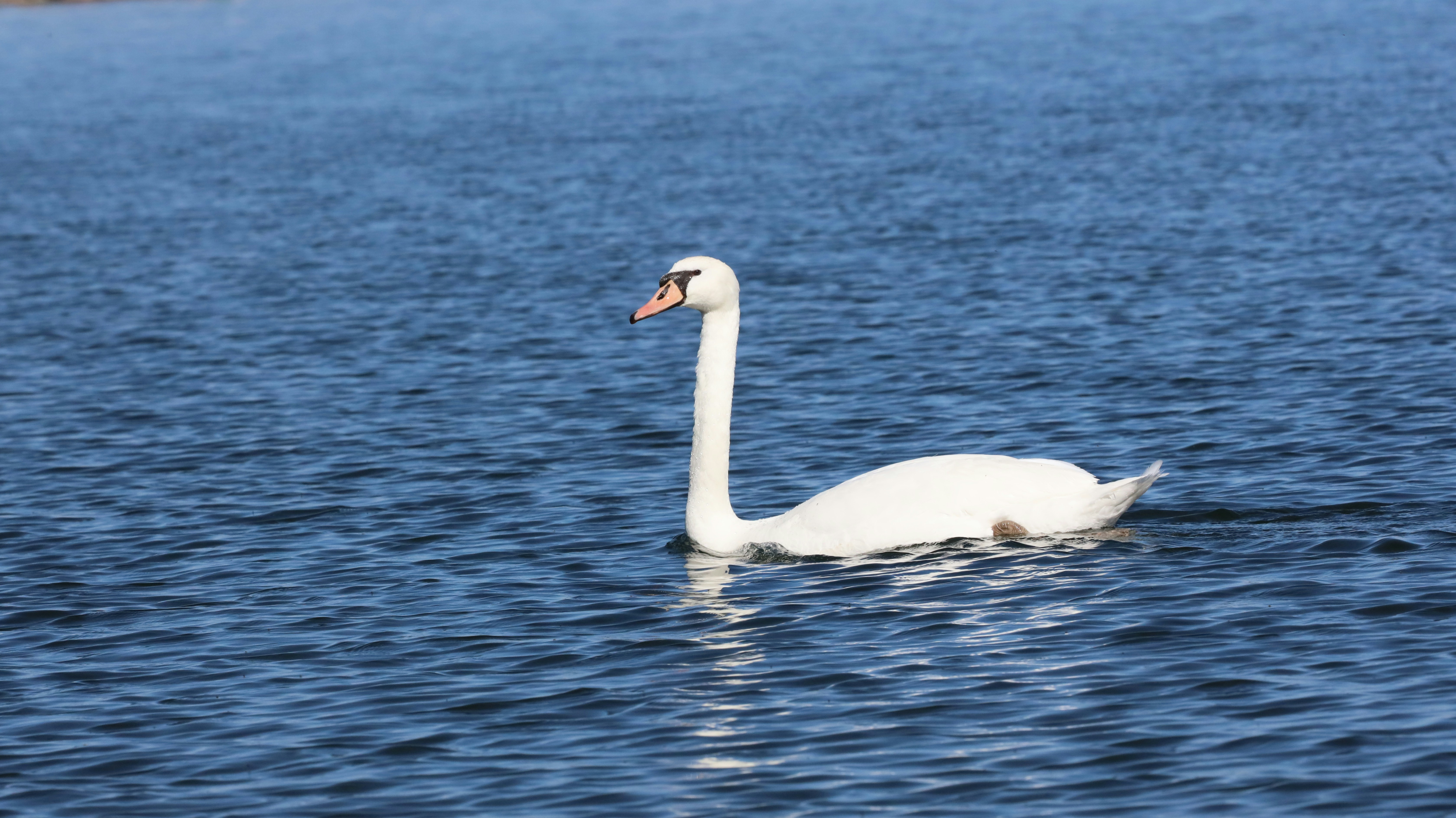 Elegance on Wide Waters: A solitary swan balances stillness and motion