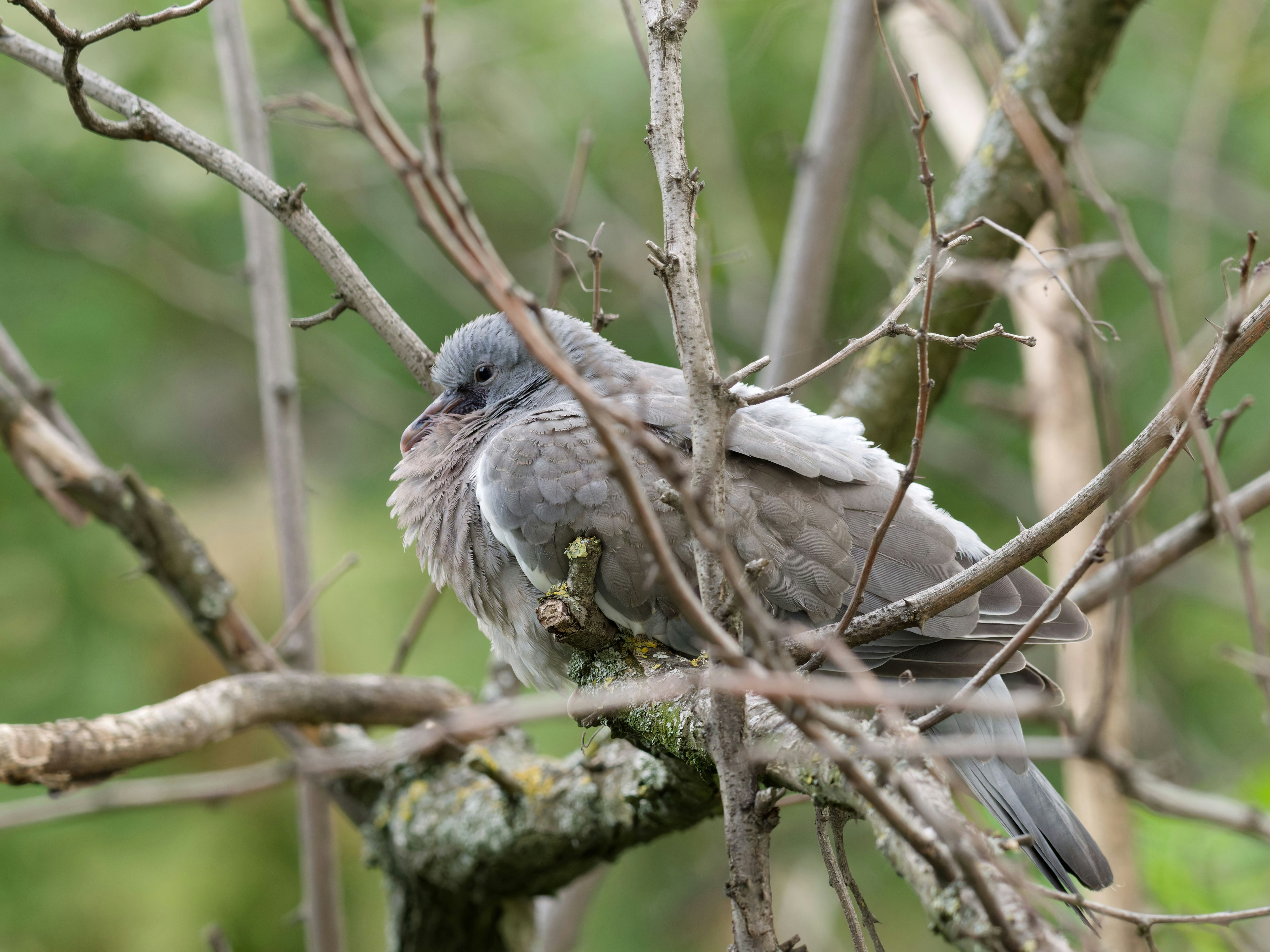 Resting Power of Grey Amid Branches
