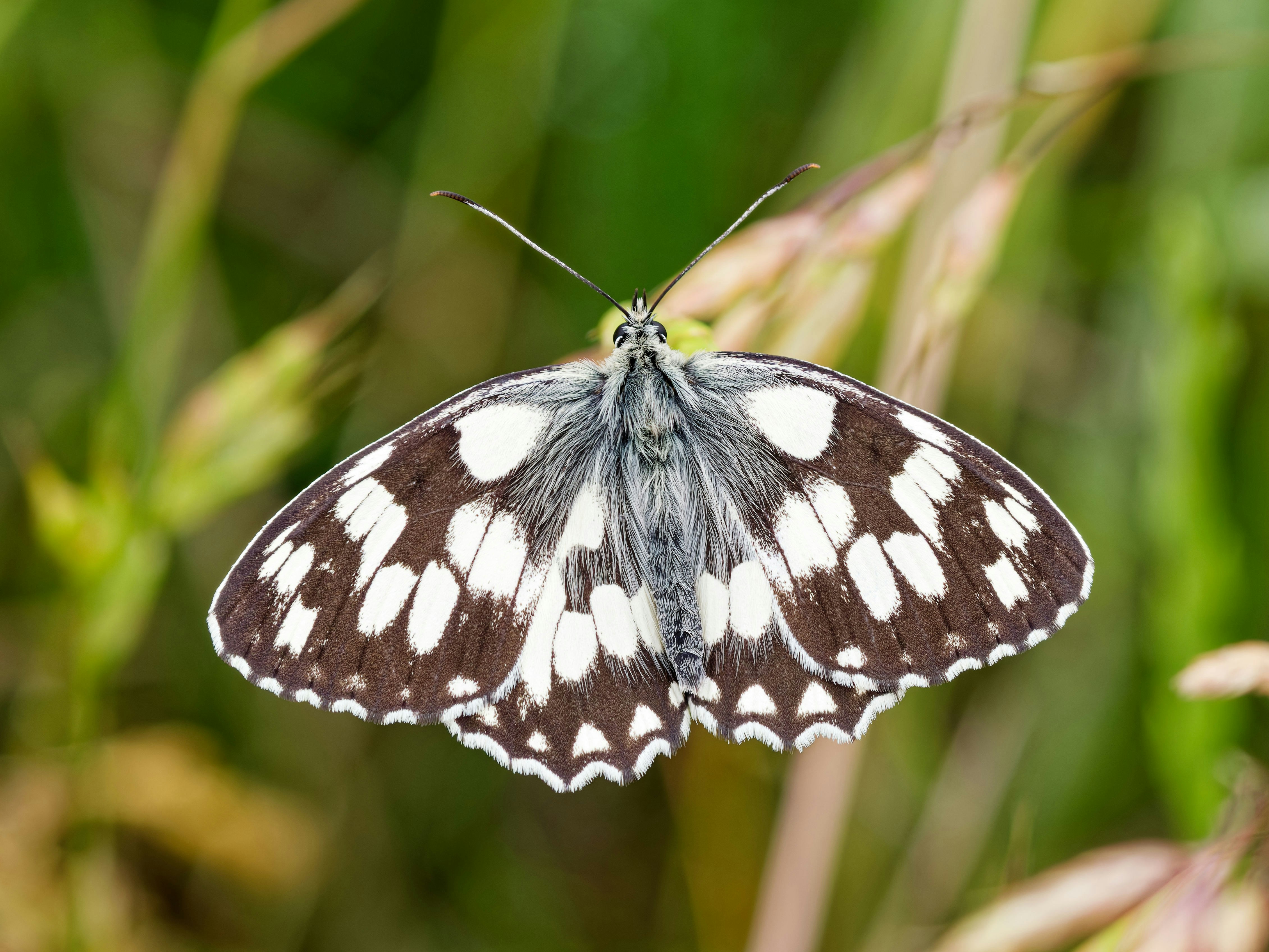 Checkered Wings in Meadow Light