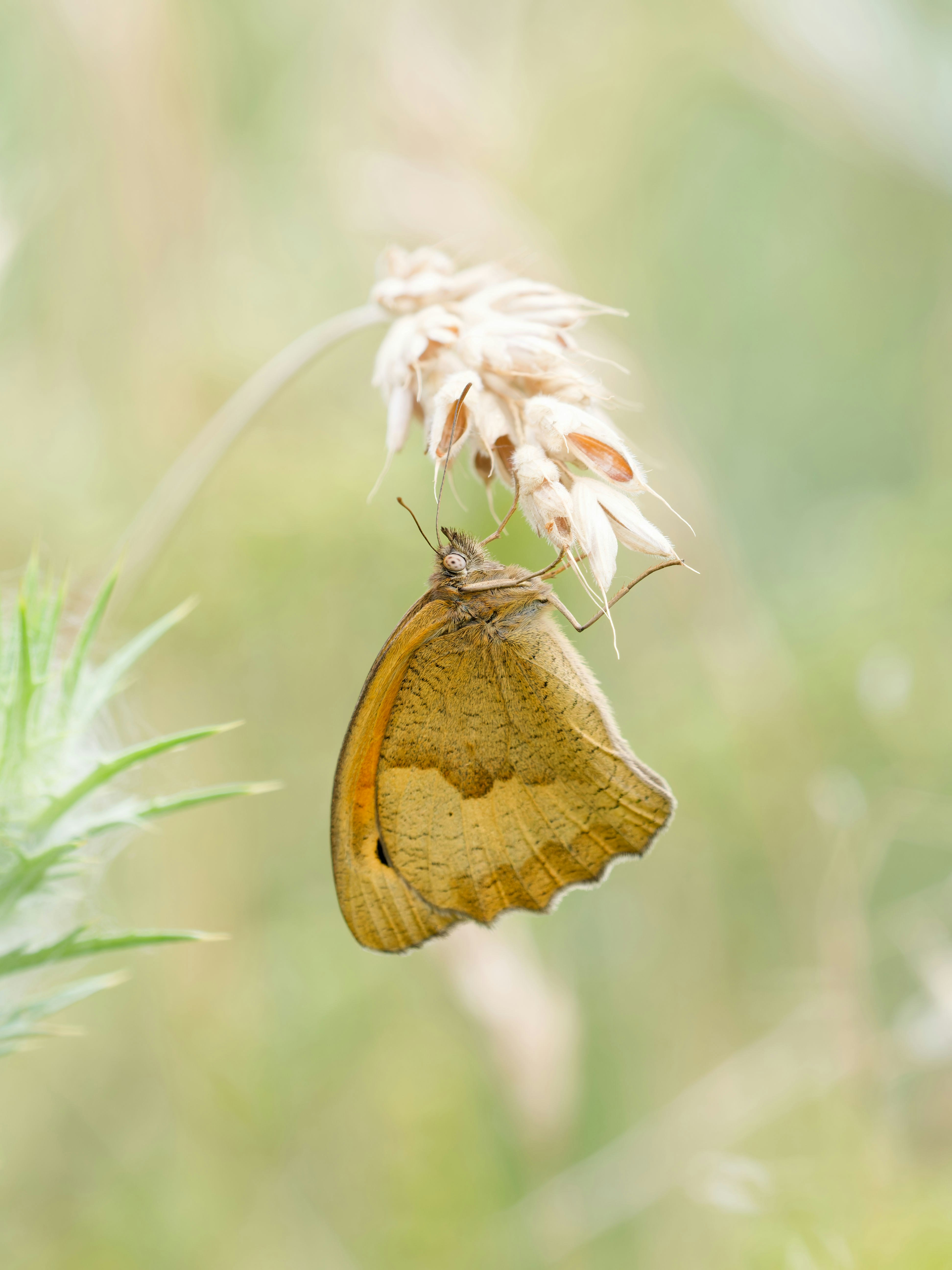 Tender Monarch of the Meadow: a butterfly at rest on dried seed head