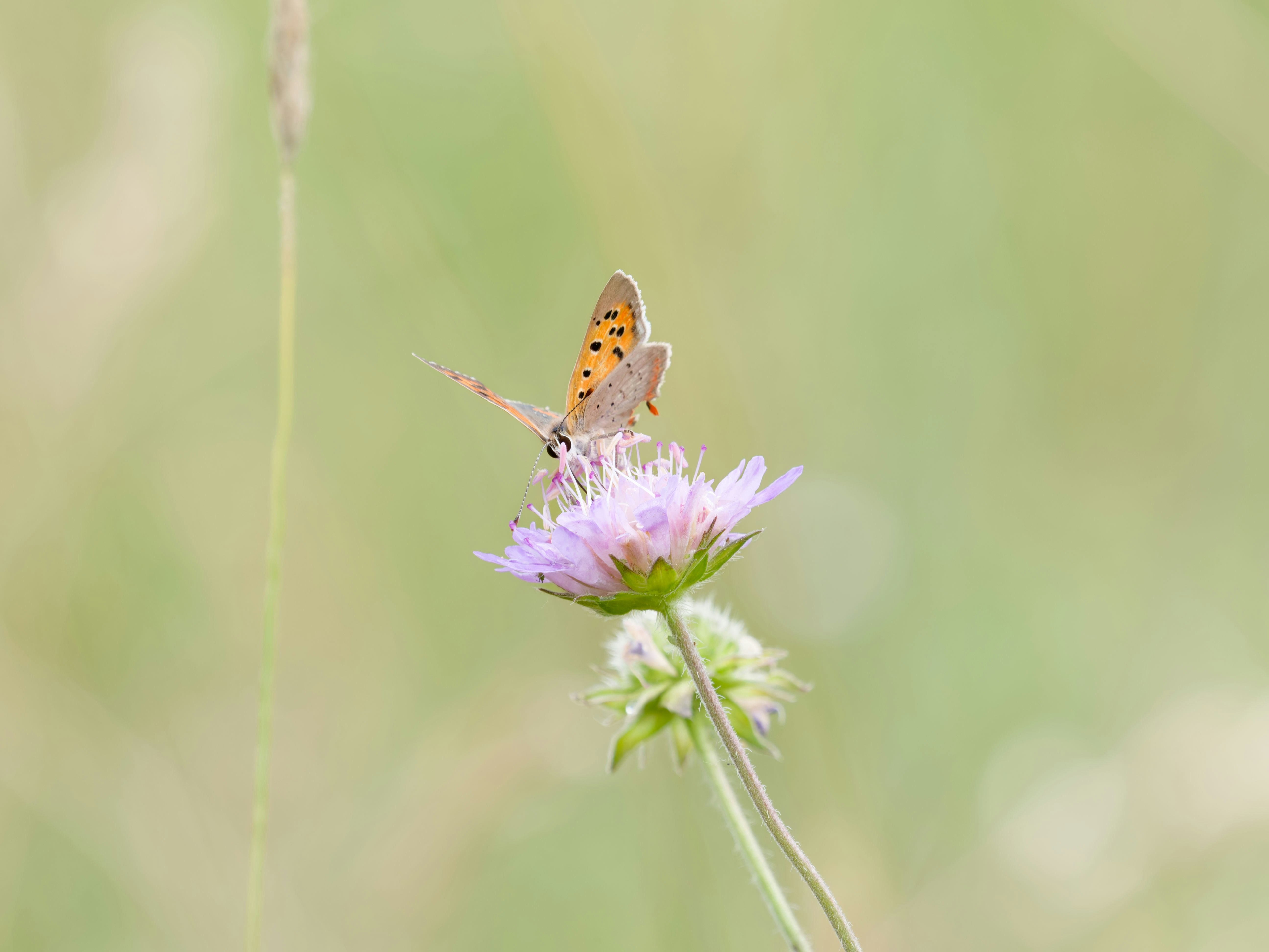 Butterfly on a lavender bloom: a moment of fragile color in soft backlight