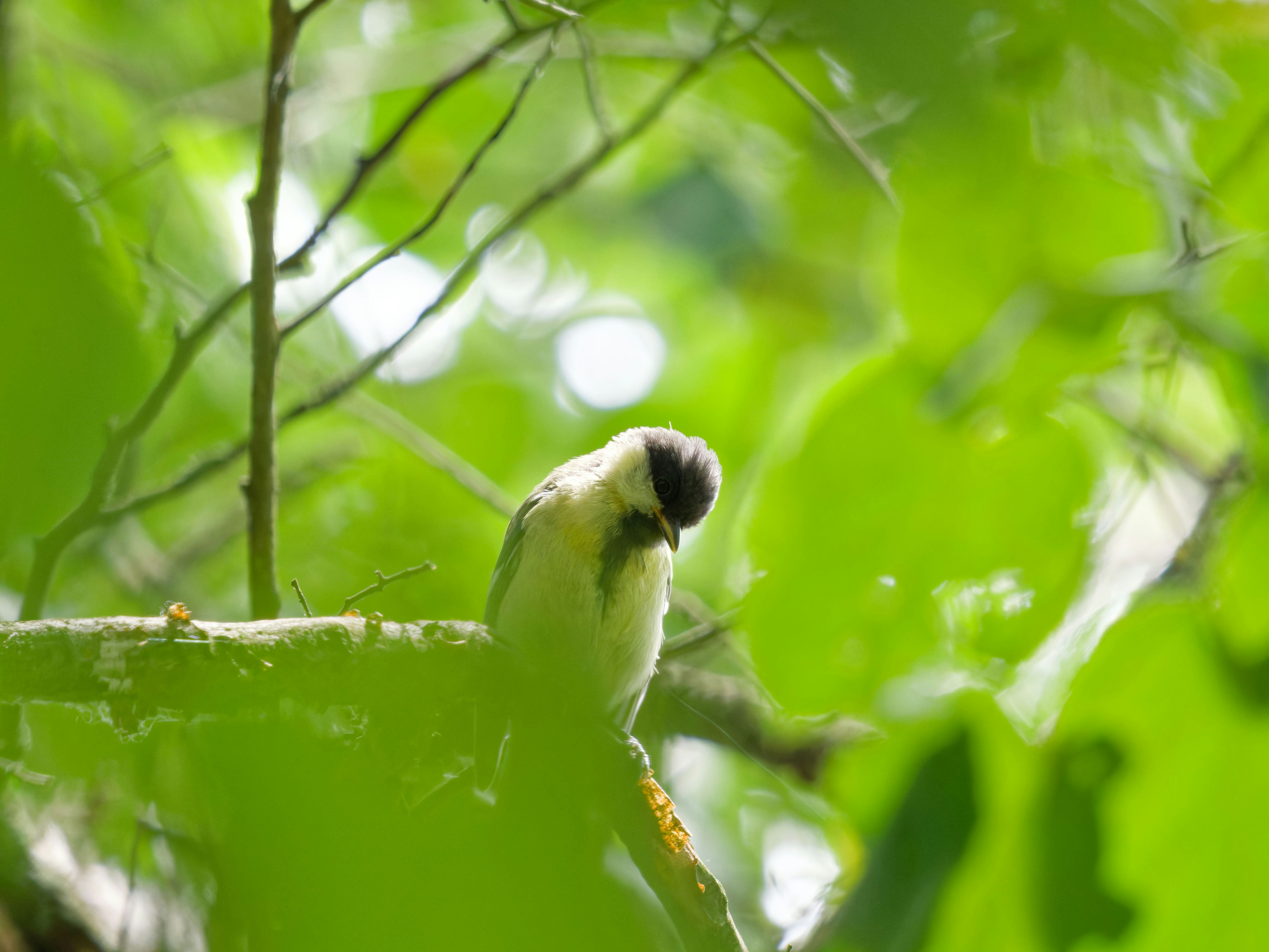 Soft-Backlit Parakeet in a Green Canopy