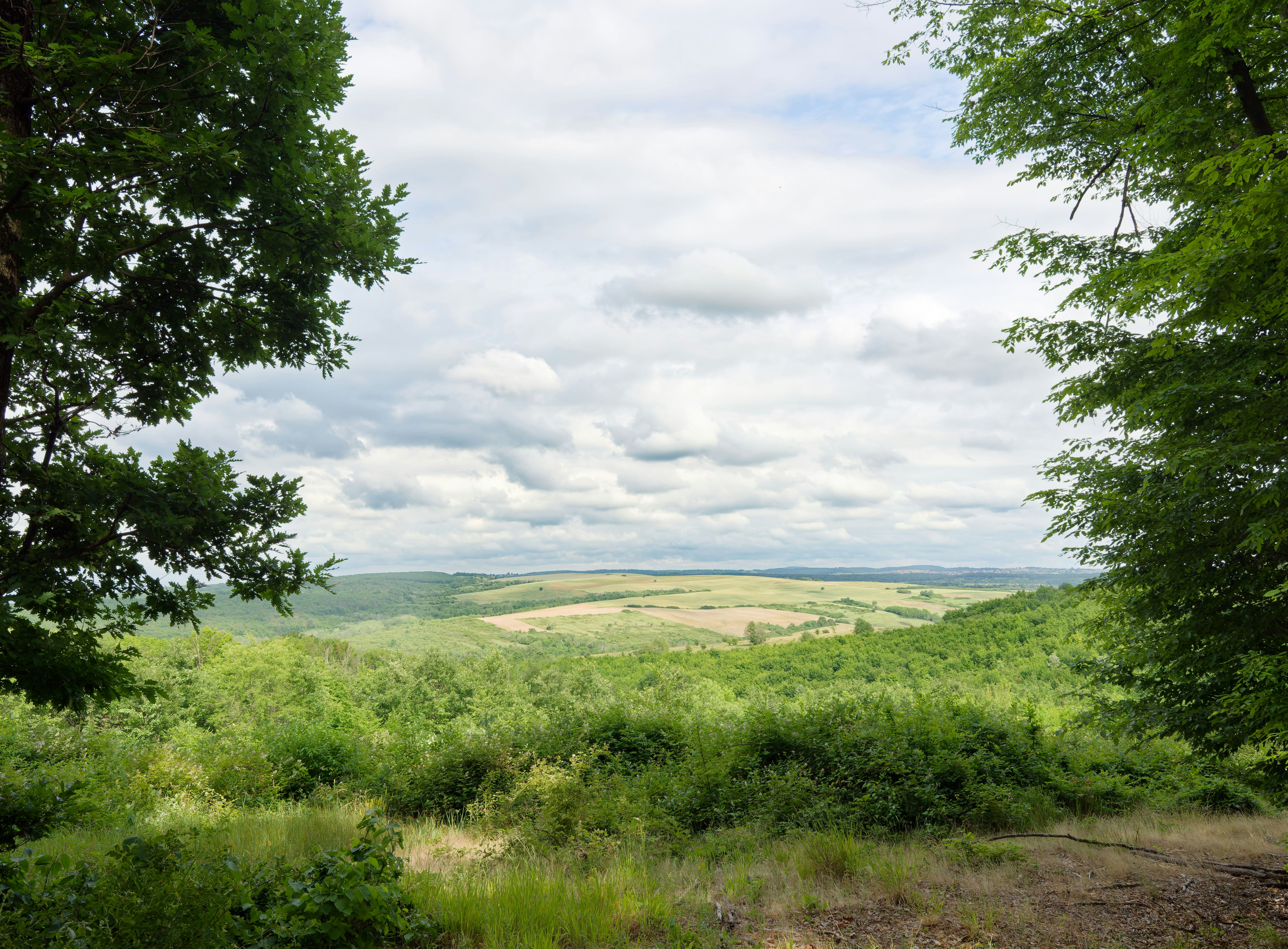 Horizon Quilt: Rolling Fields Beyond a Canopy of Green