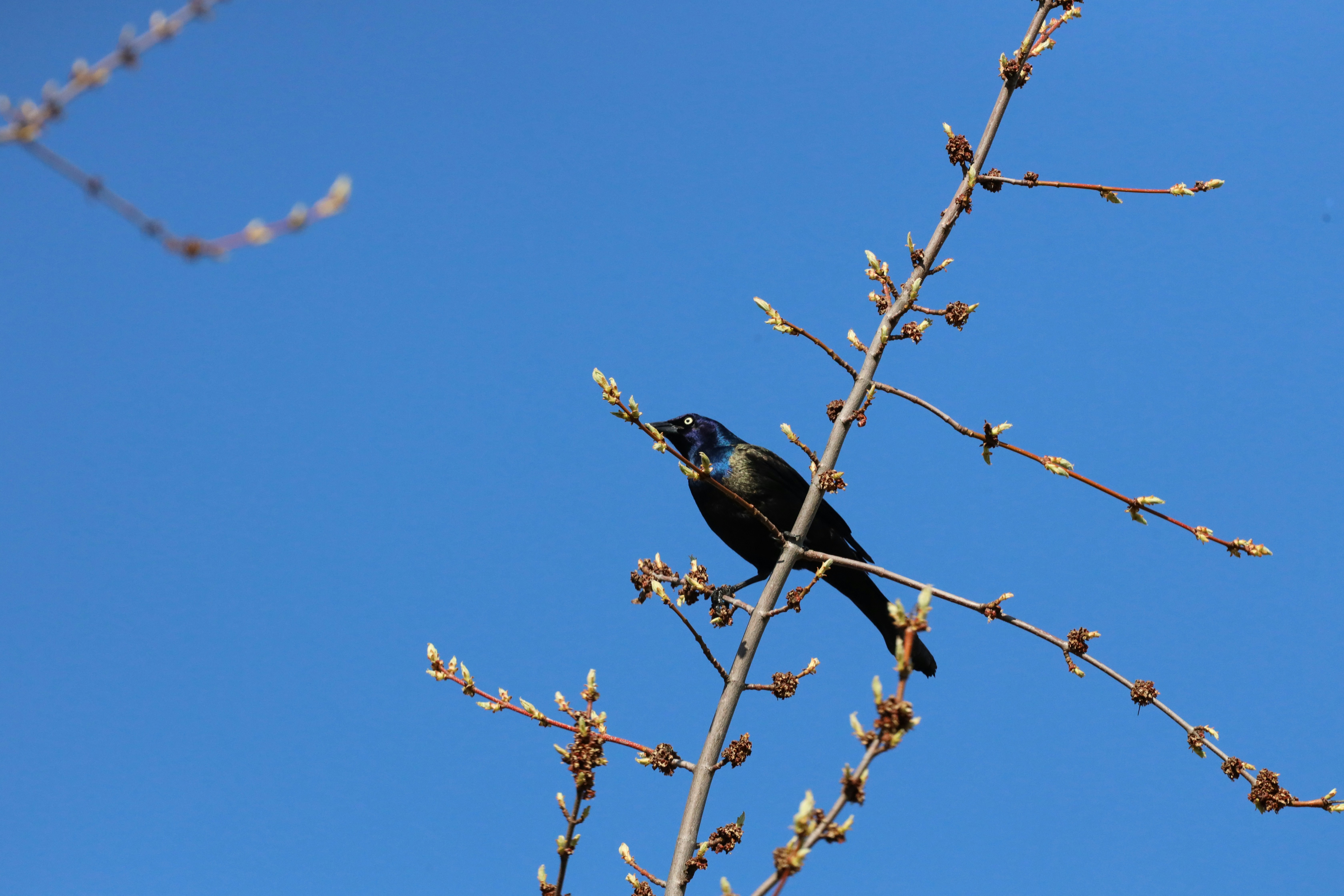 Azure Sky Sentinel: A Blackbird Perched Amid Budding Branches