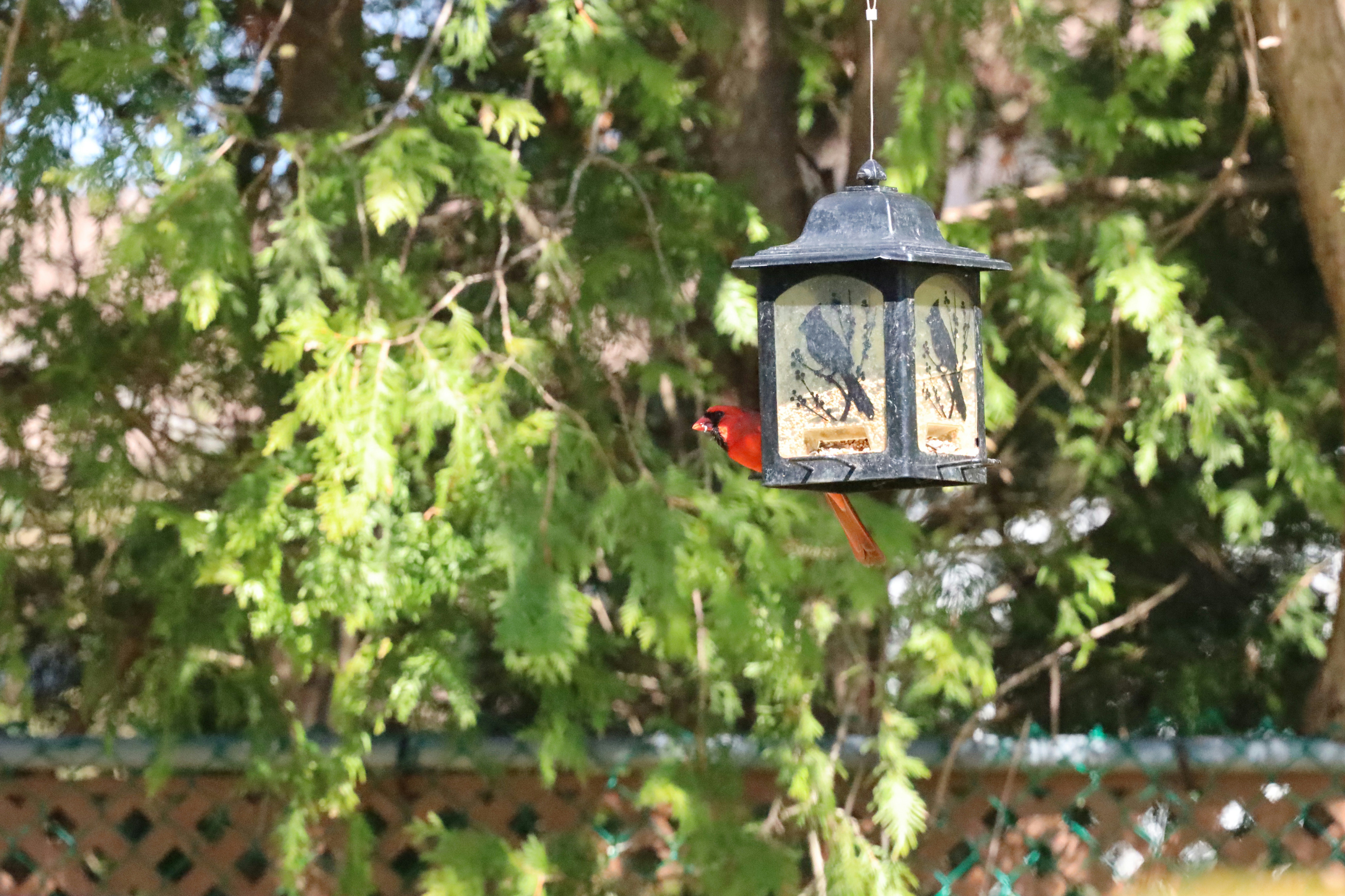 Hanging Lantern at Dappled Garden