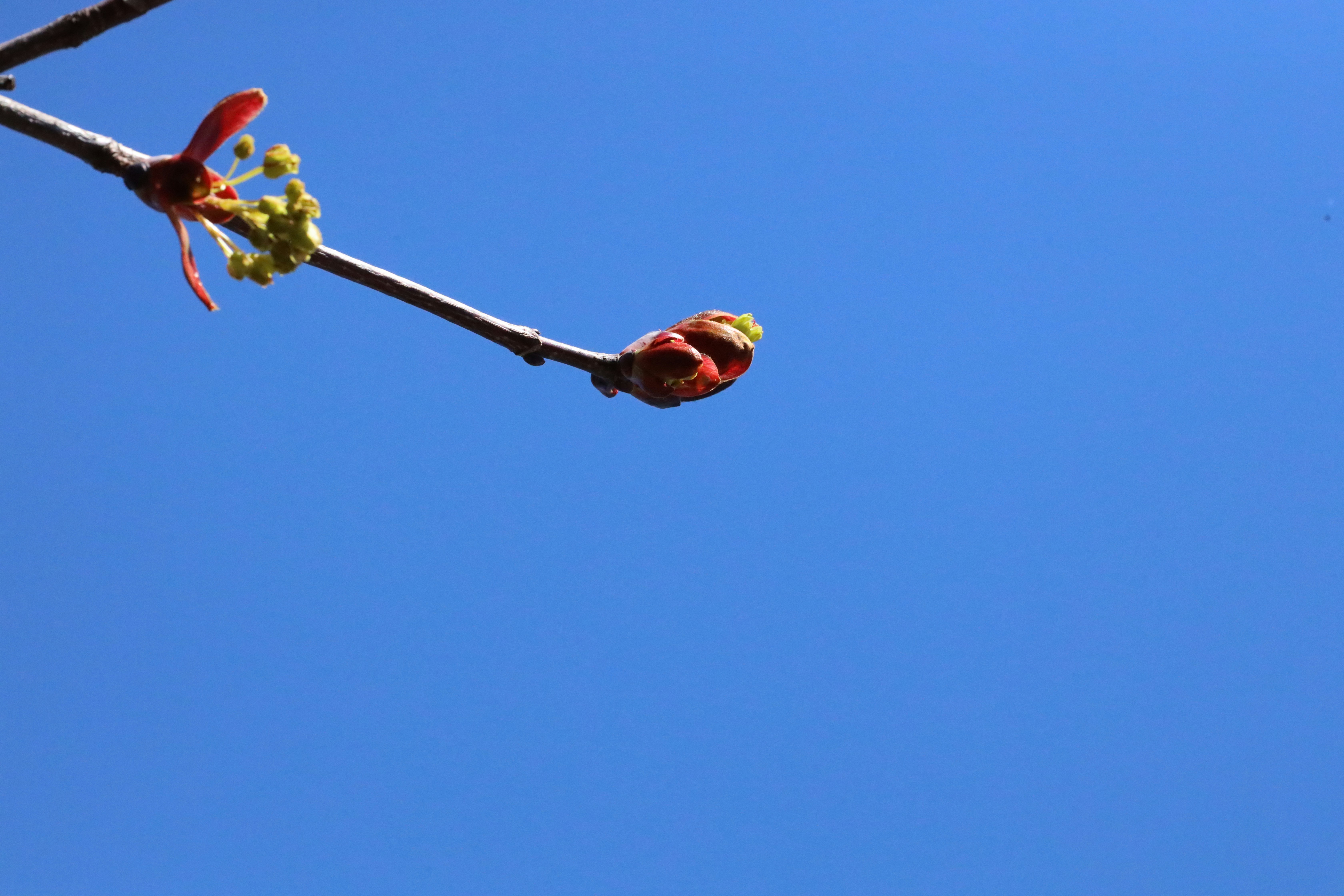 Spring Bud on a Thin Stem Against a Pristine Blue Sky