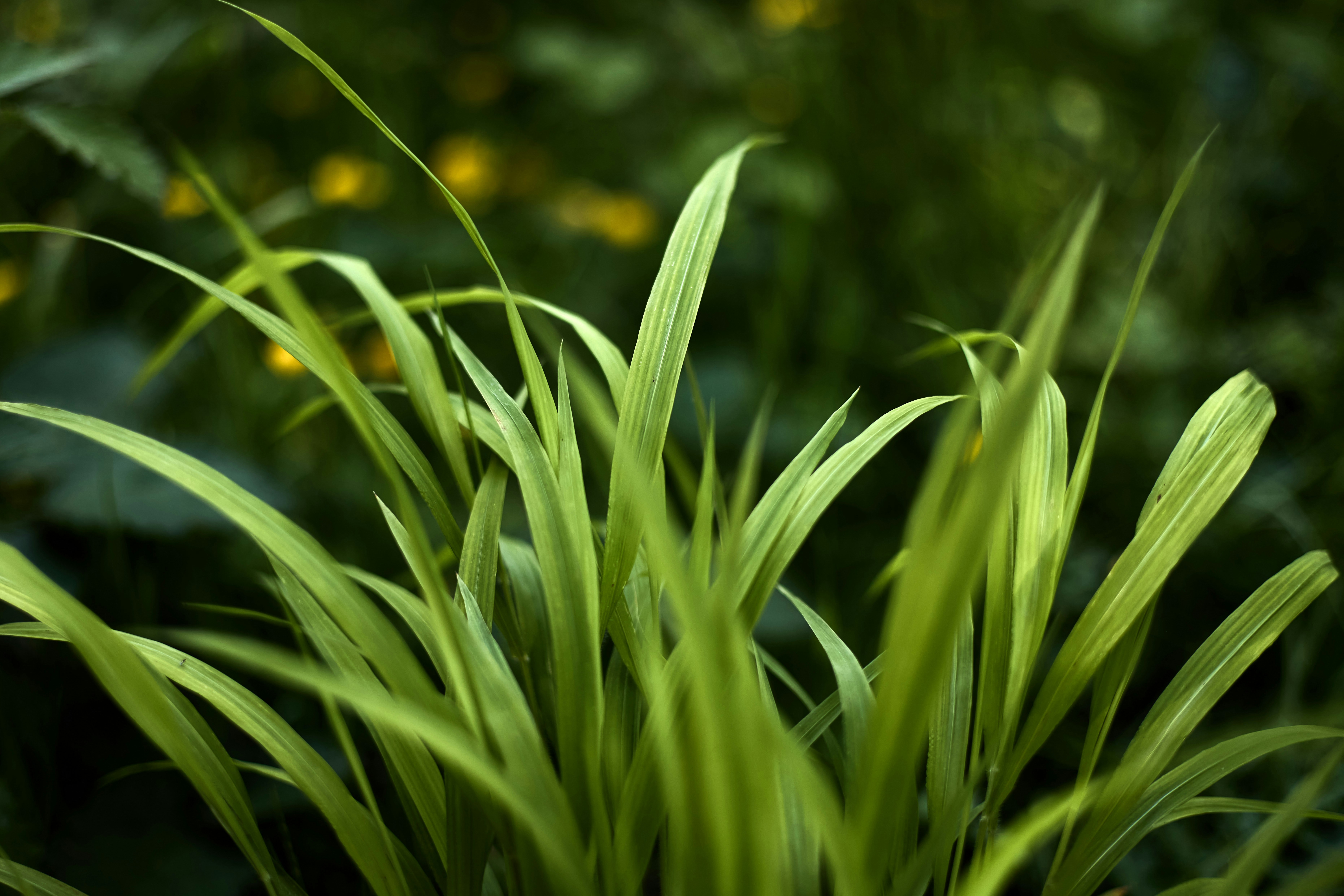 Verdant Fronds in Soft Focus Light