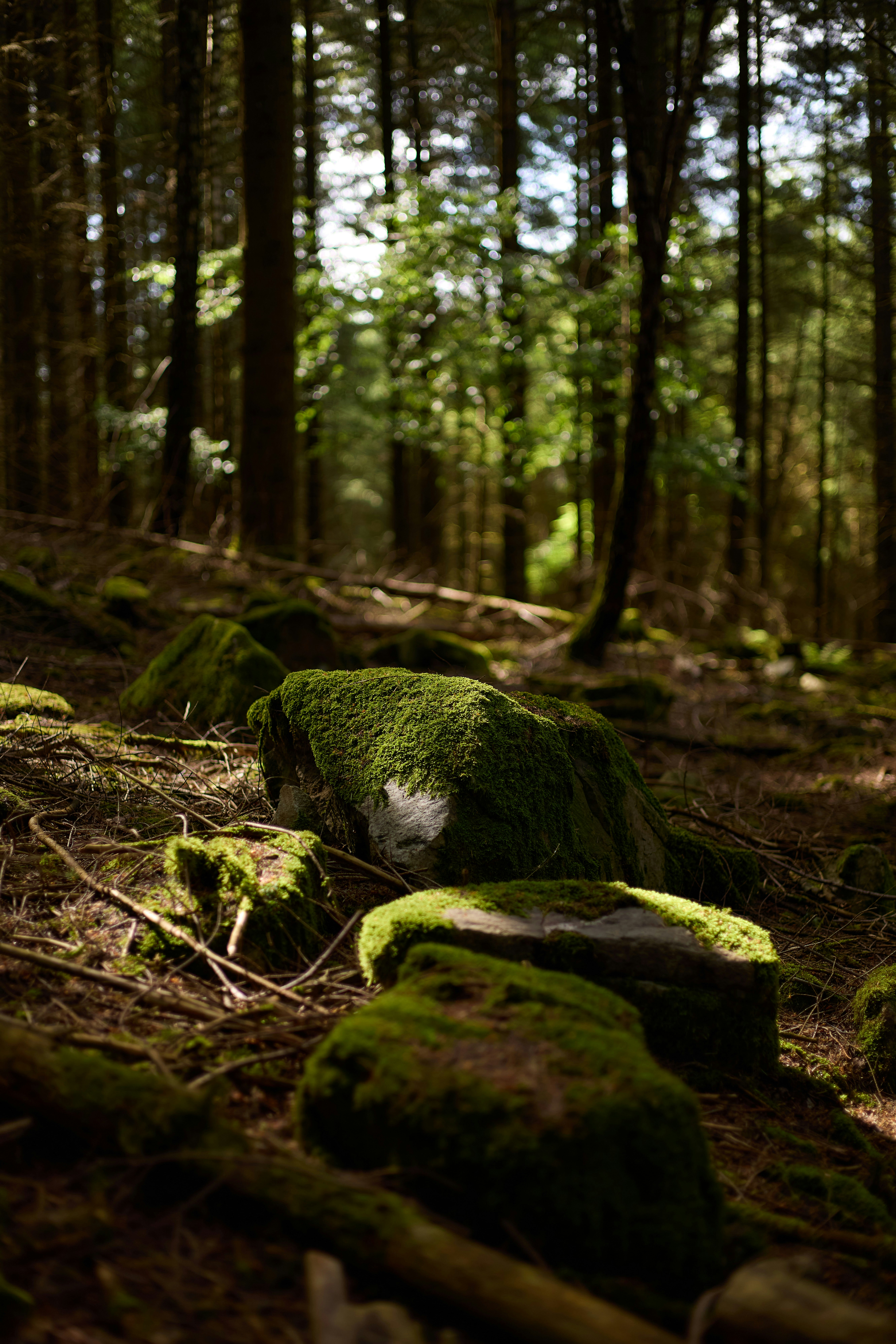 Moss-Cilled Stones Under a Quiet Forest Canopy