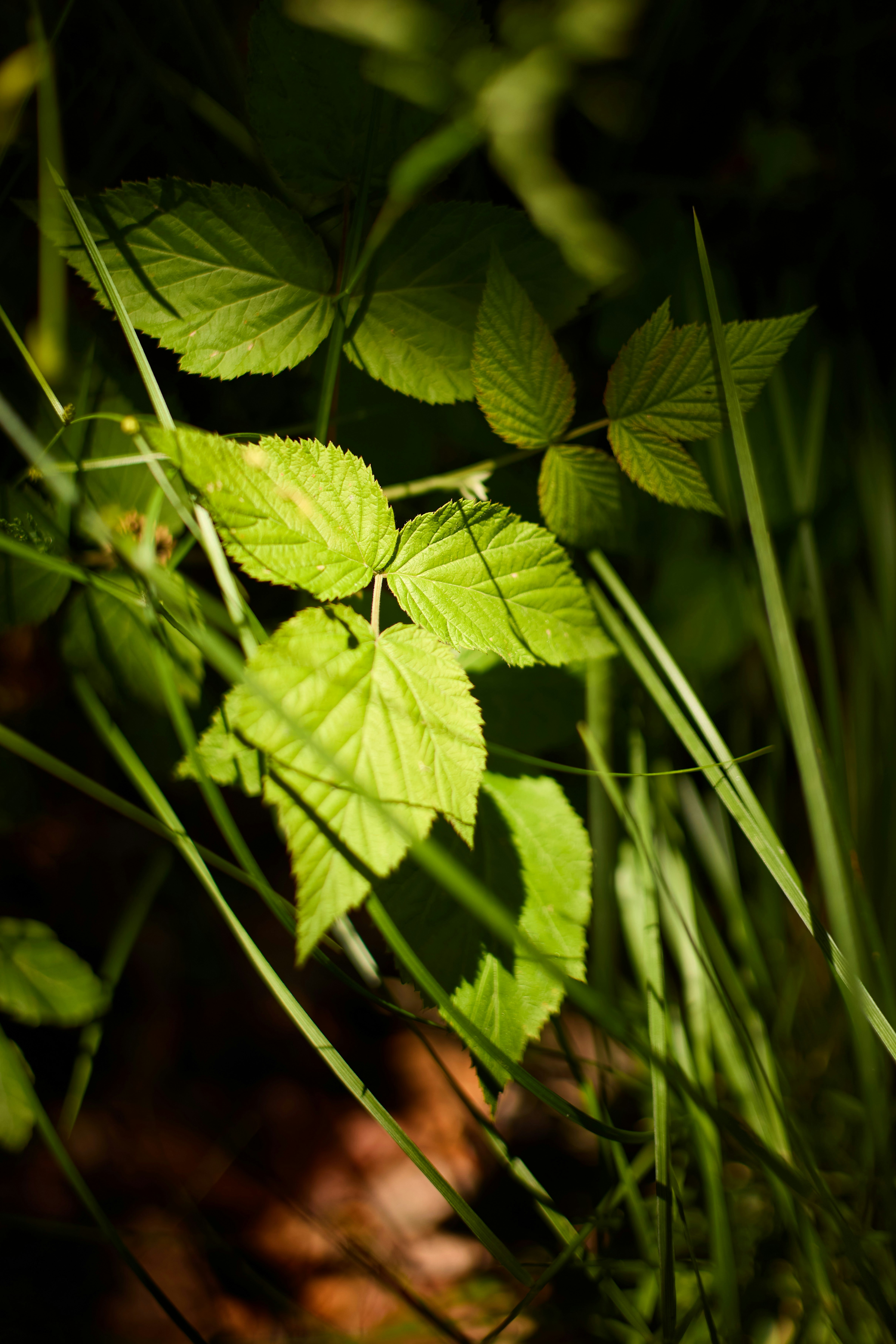 Green Lace: Sunlit Leaves Among Soft Shadows