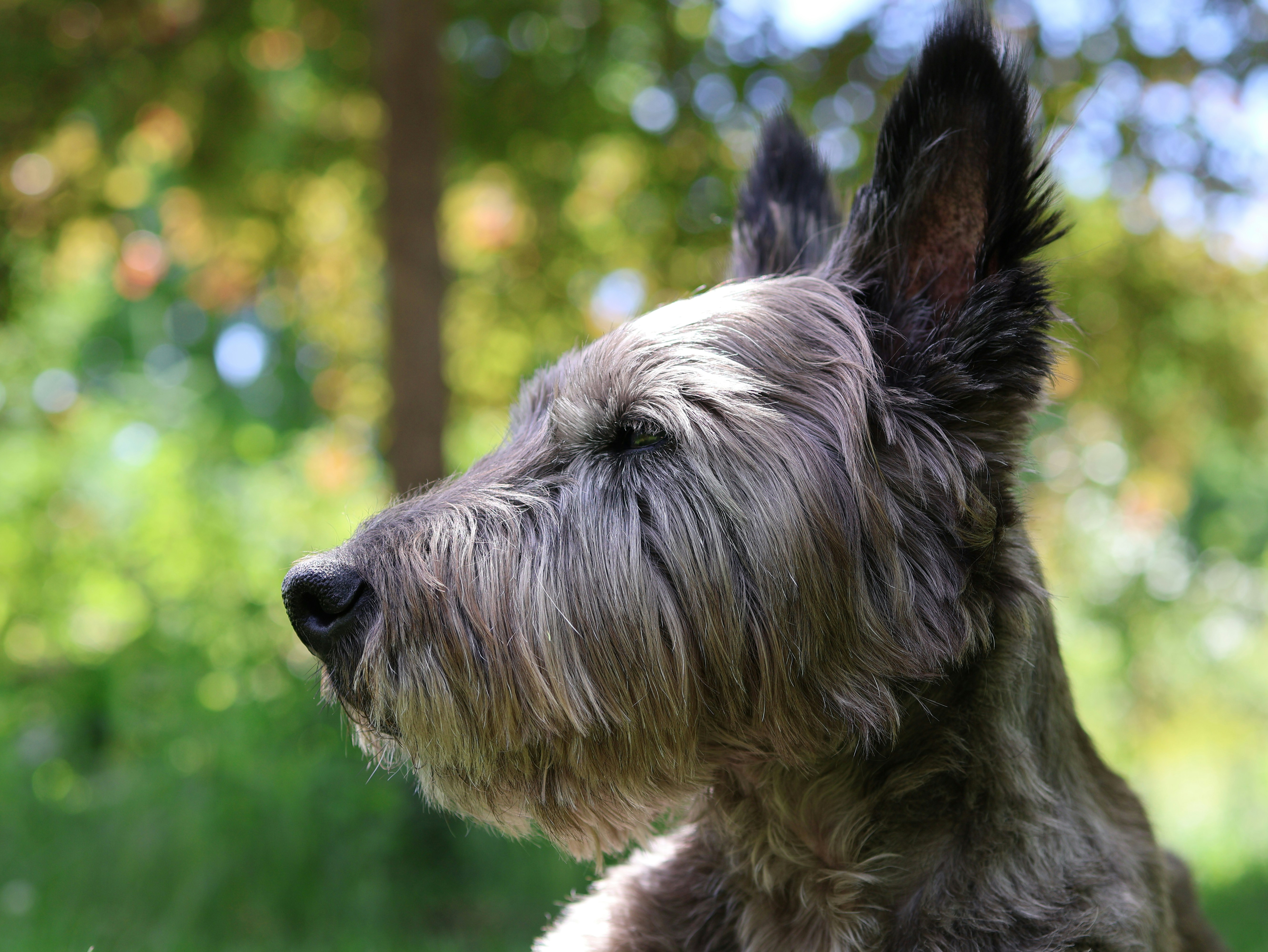 Profile of a Schnauzer in dappled sunlight