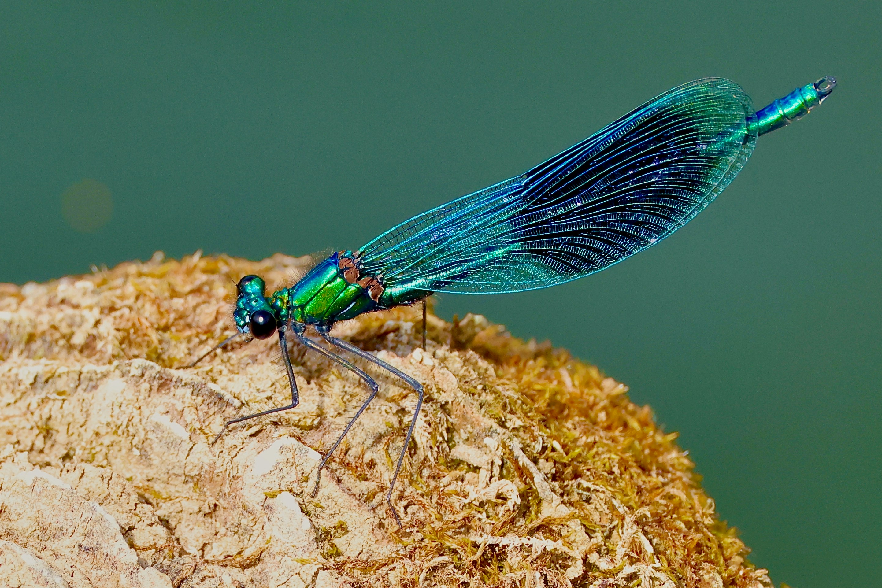 Iridescent blue-green damselfly perches on a mossy log.