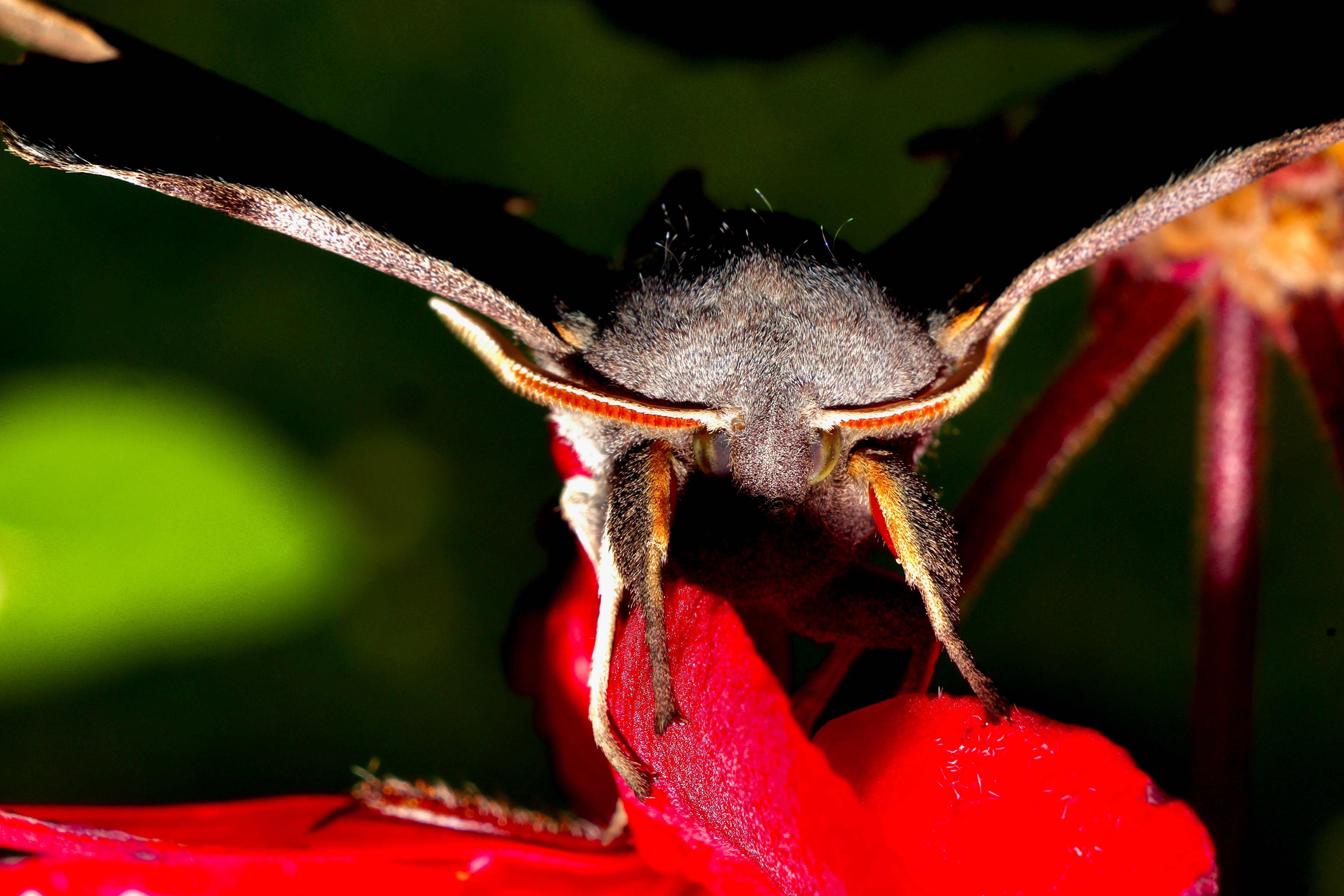 Eyed Hawkmoth