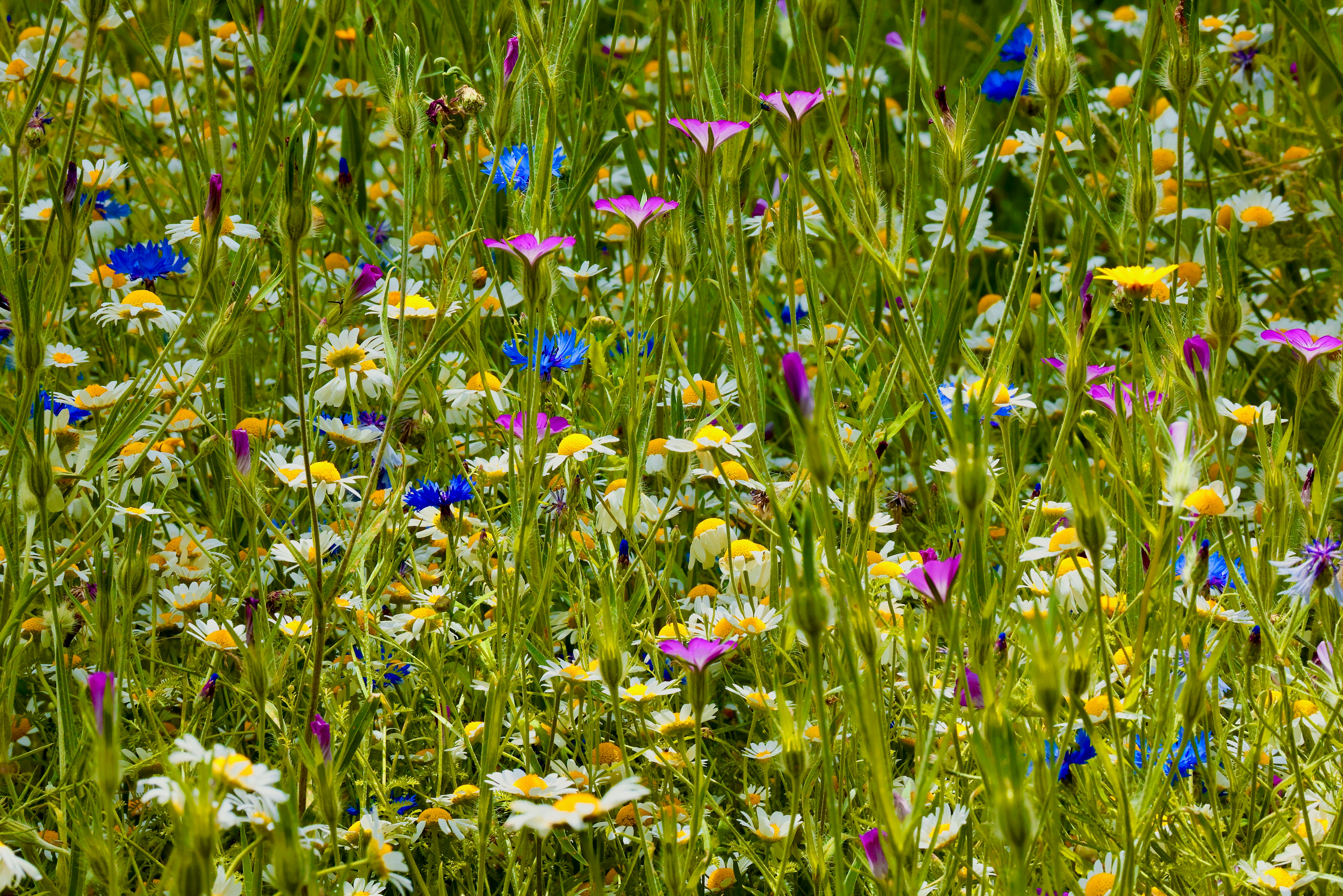Sunlit Wildflower Mosaic in a Meadow