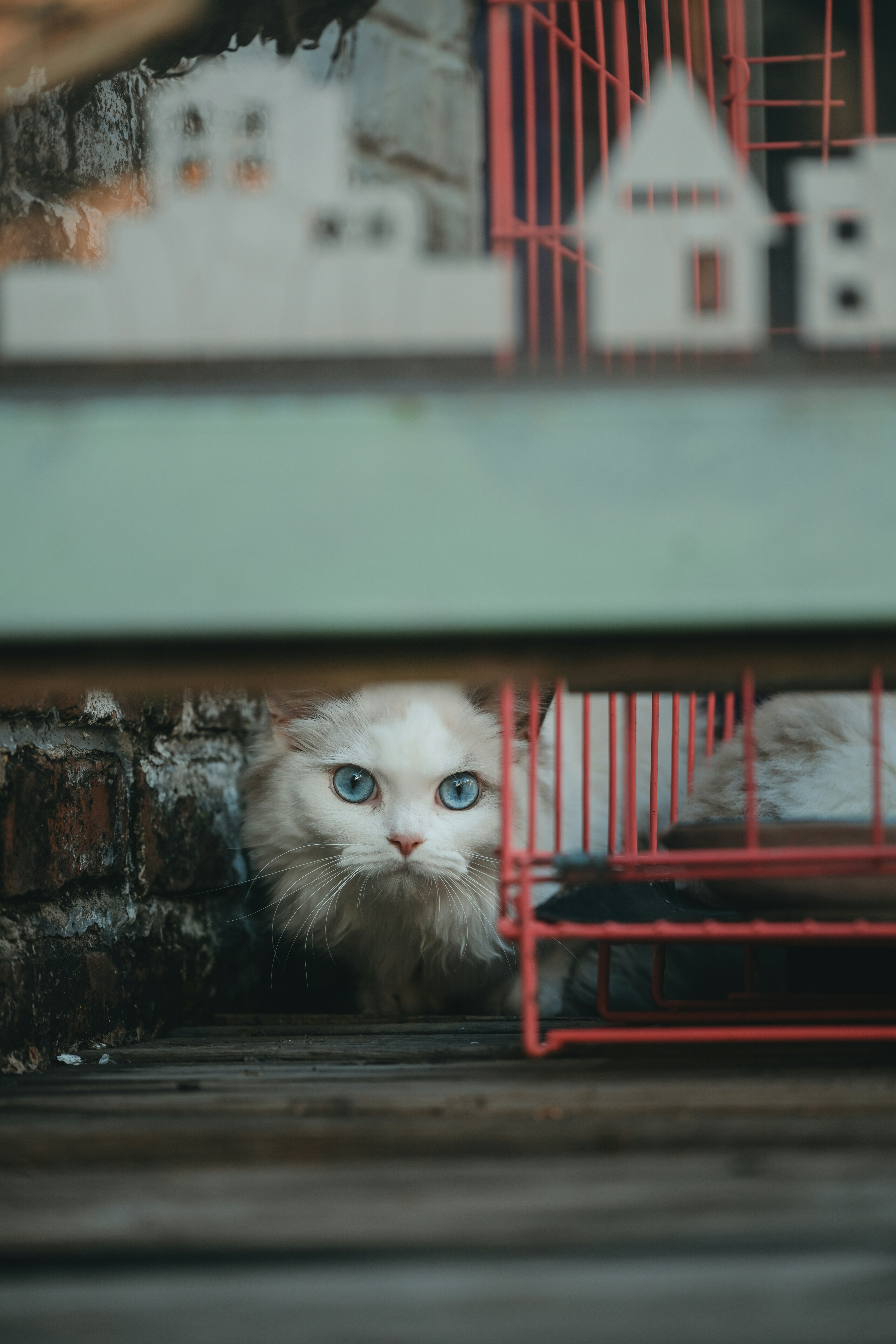 White cat with blue eyes peeking near a red cage.