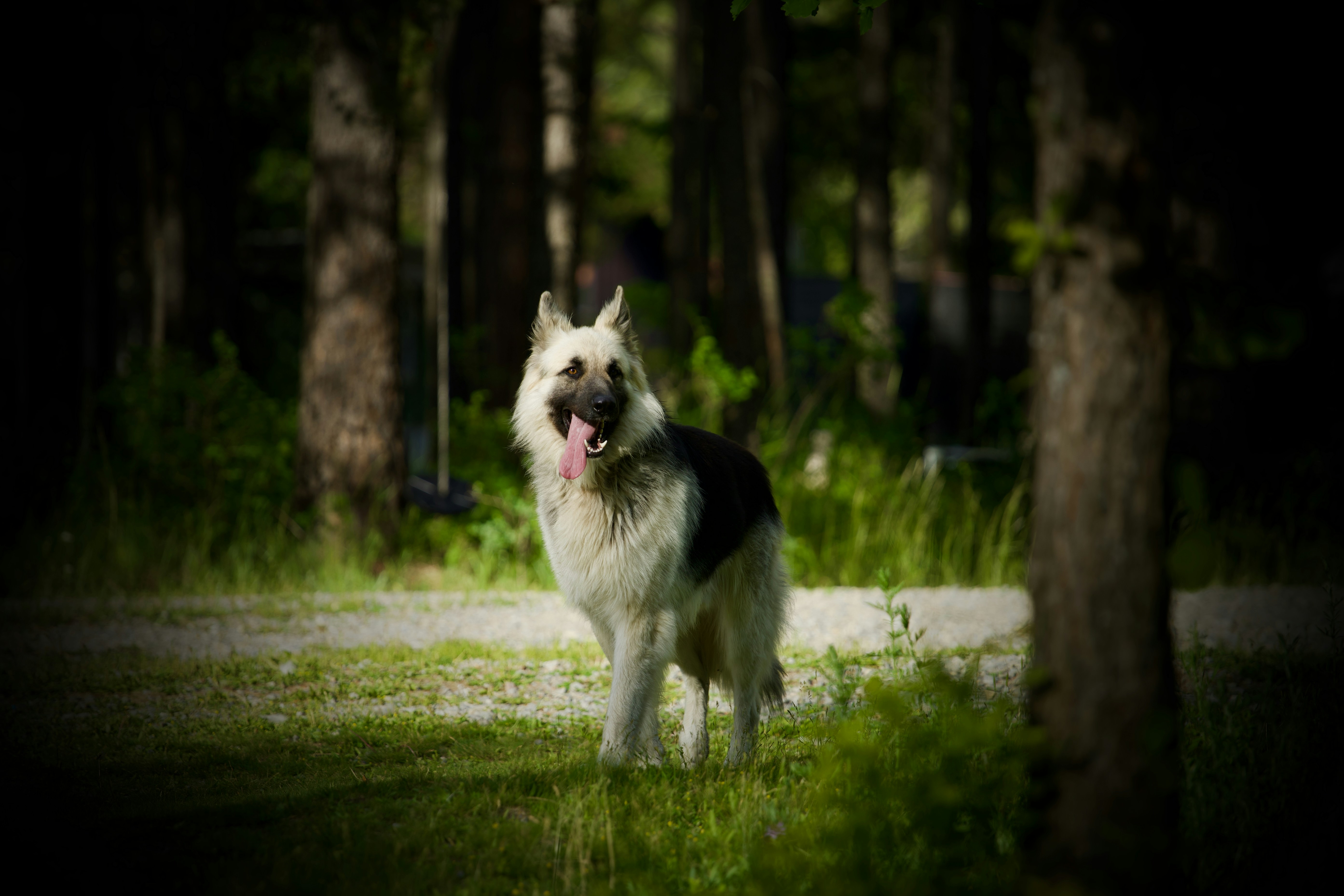 Lone German Shepherd in a Dappled Forest Clearing