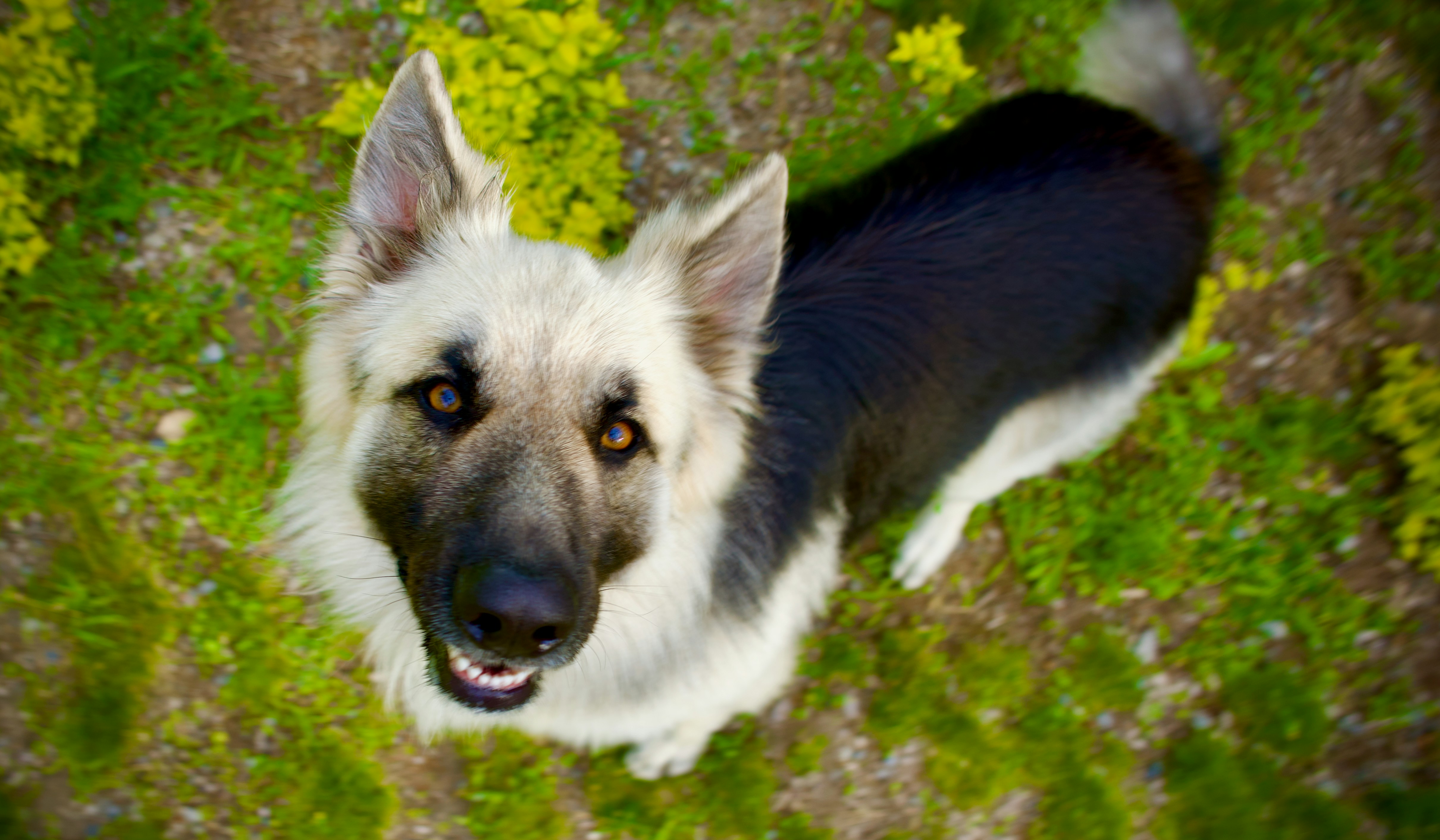 A black and white dog looking up from green grass.