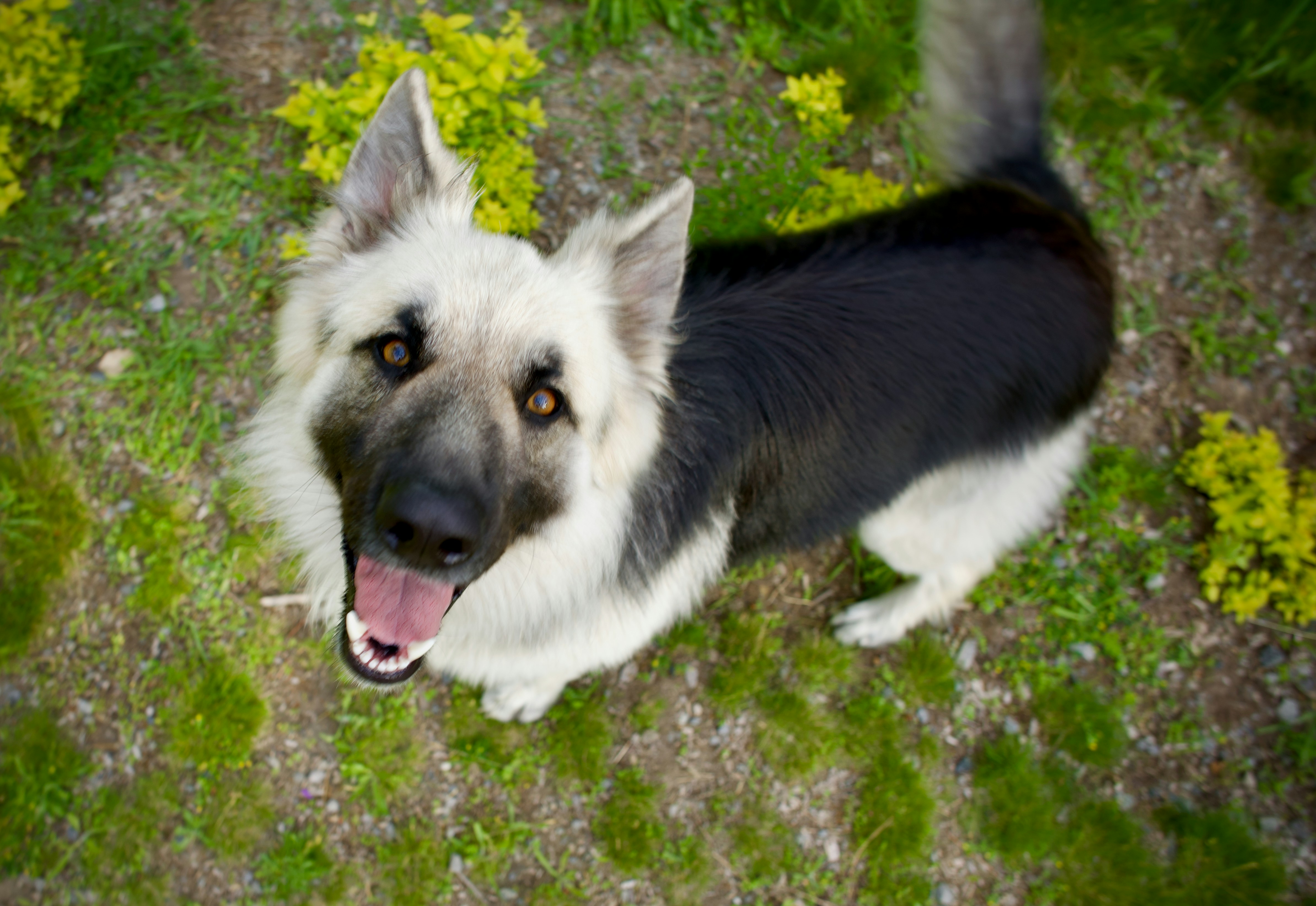 Curious German Shepherd Gaze from Above