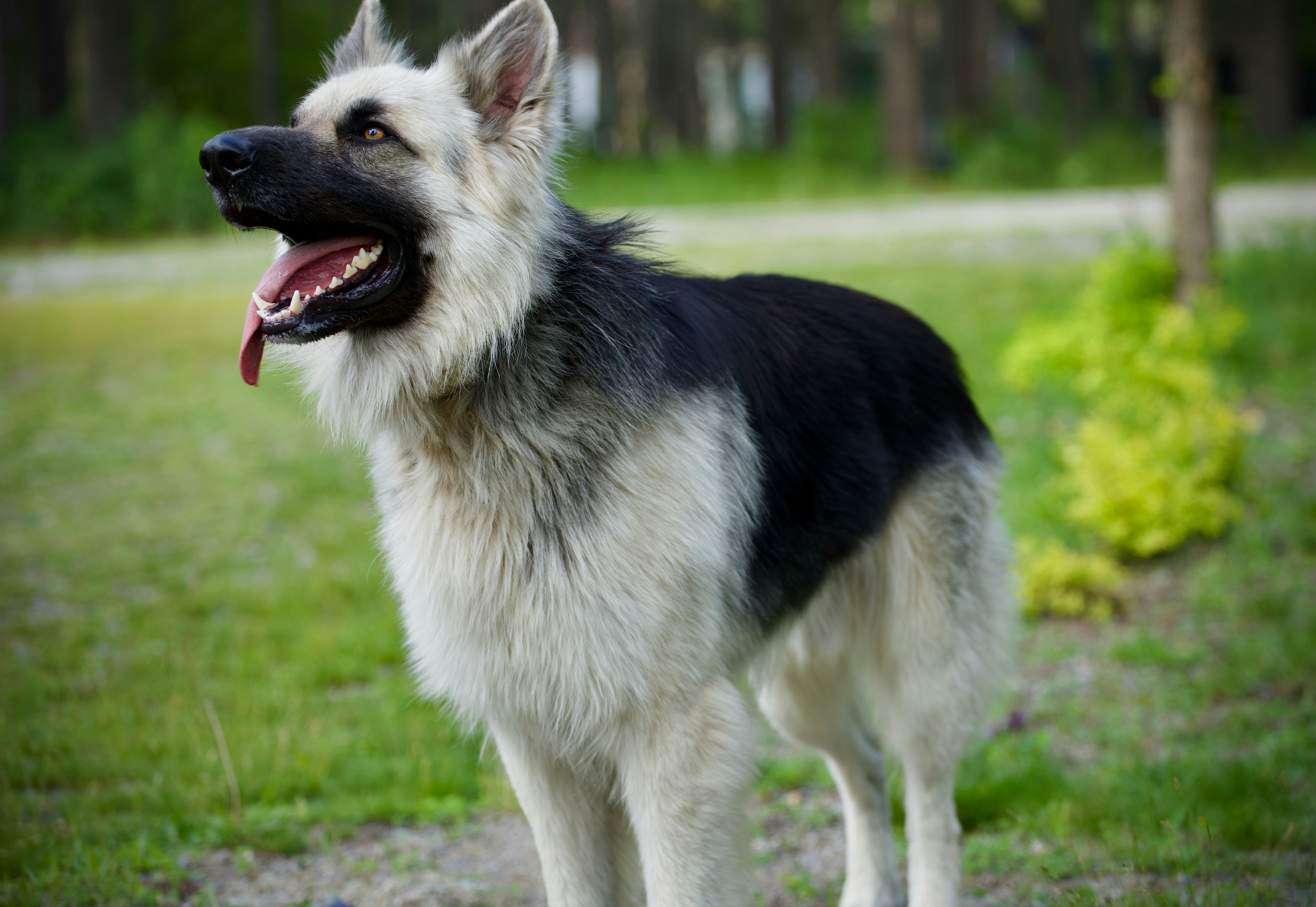 A black and white german shepherd dog panting in grass.