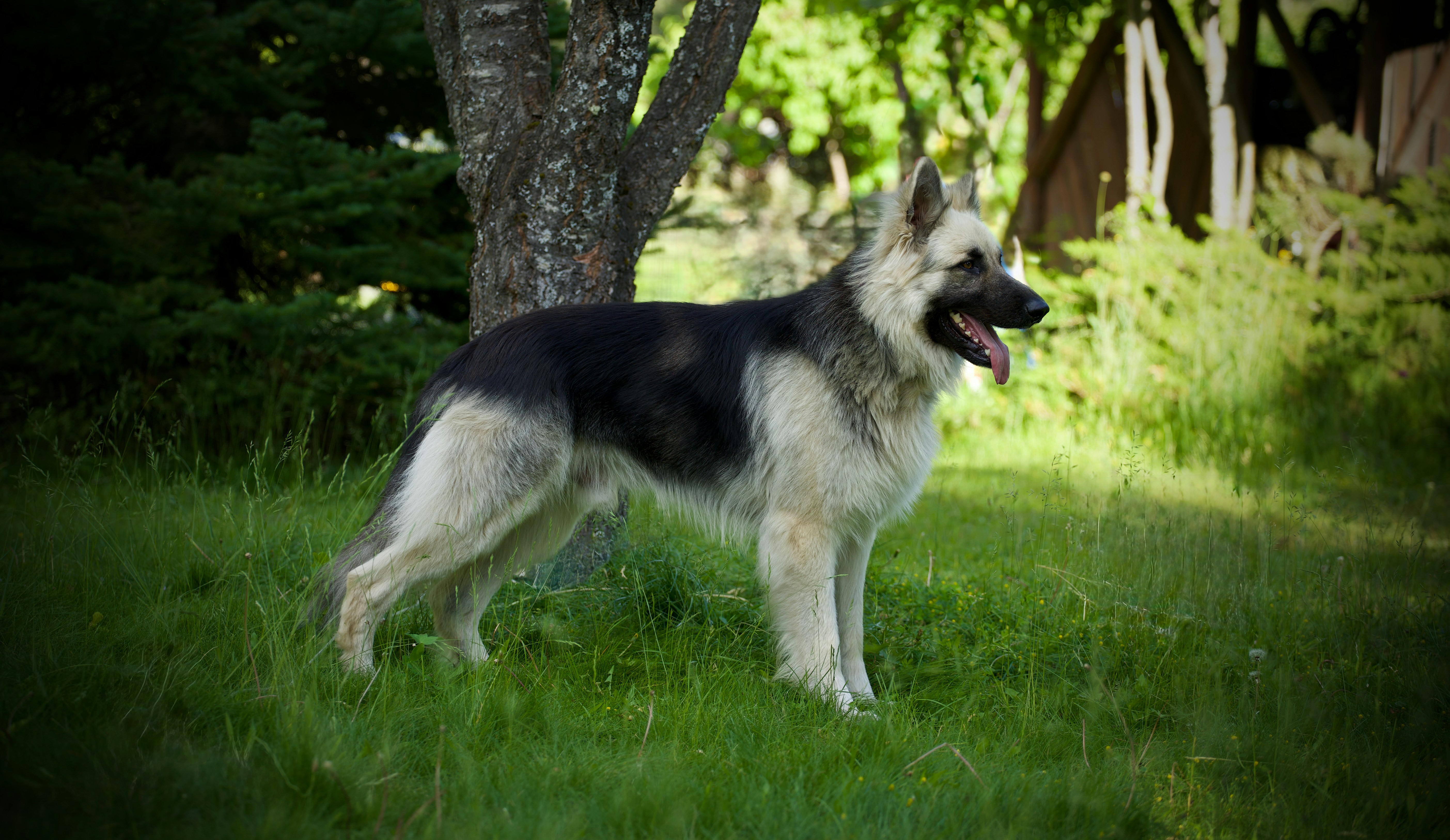 Mid-Stride Shepherd: Sunlit Park Portrait