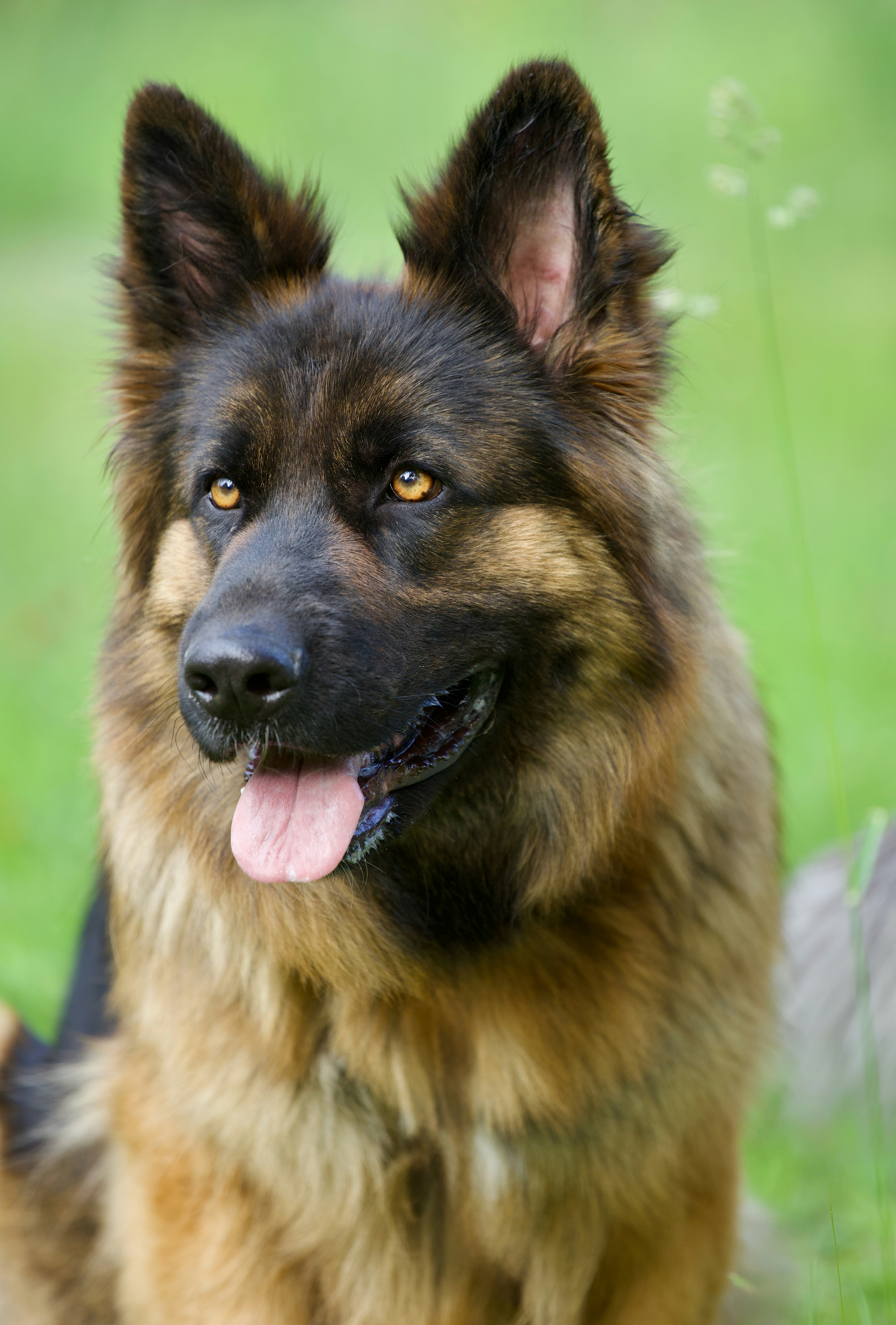 A long-haired german shepherd dog with its tongue out.