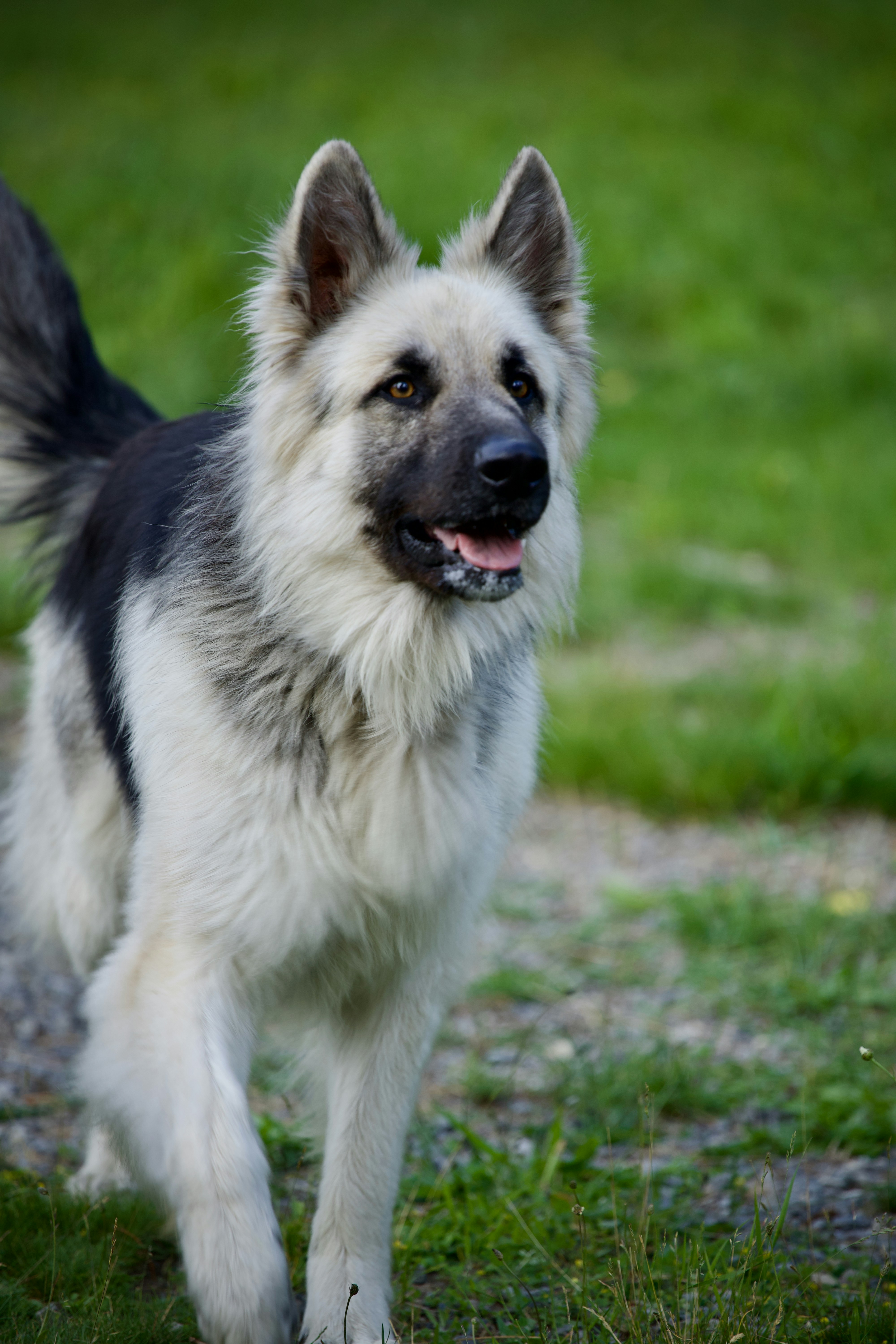 A german shepherd dog with silver and black fur outdoors.