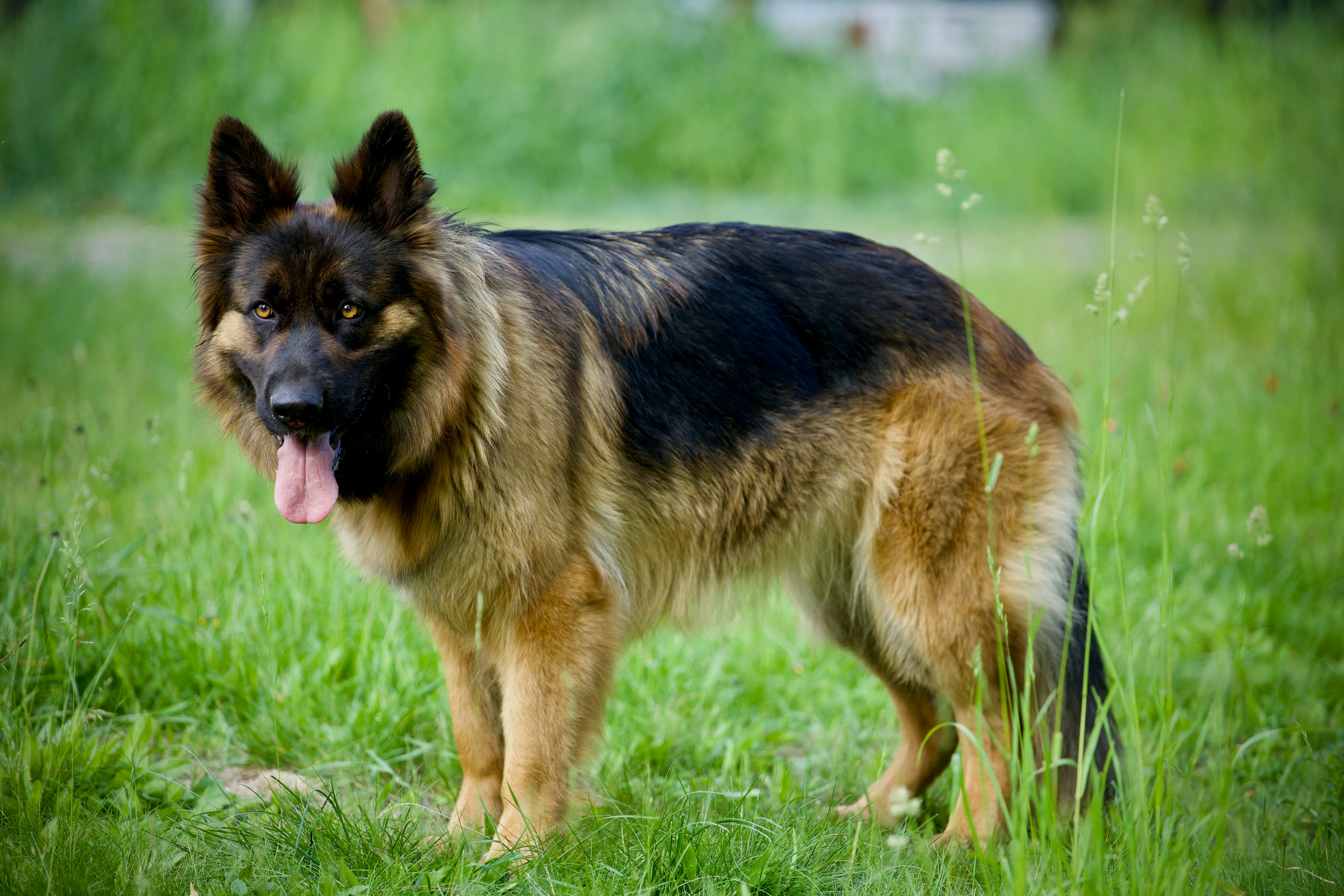A long-haired german shepherd dog standing in a grassy field.