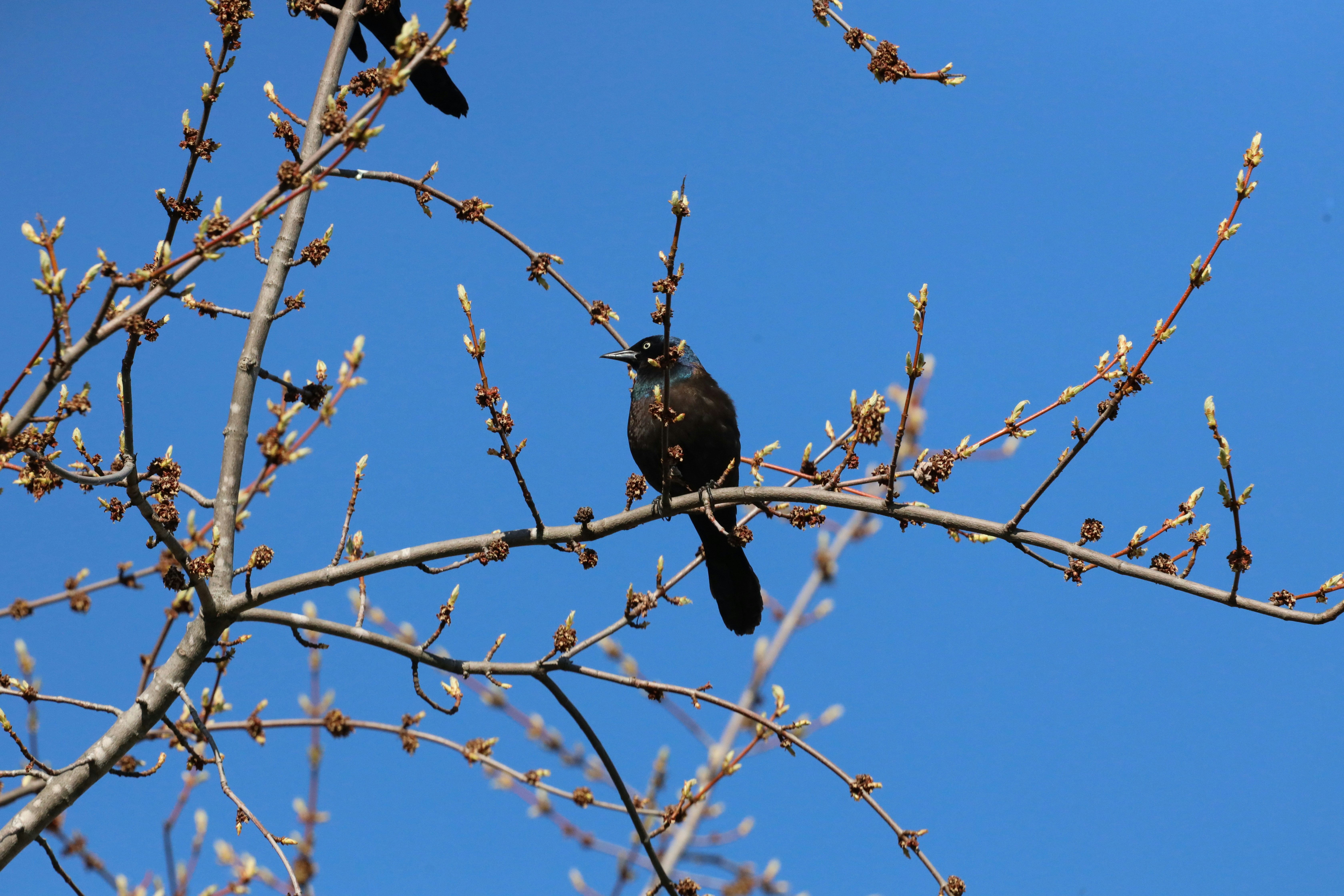 A lone bird perches on thin spring branches against a vivid blue sky, with buds suggesting early bloom.
