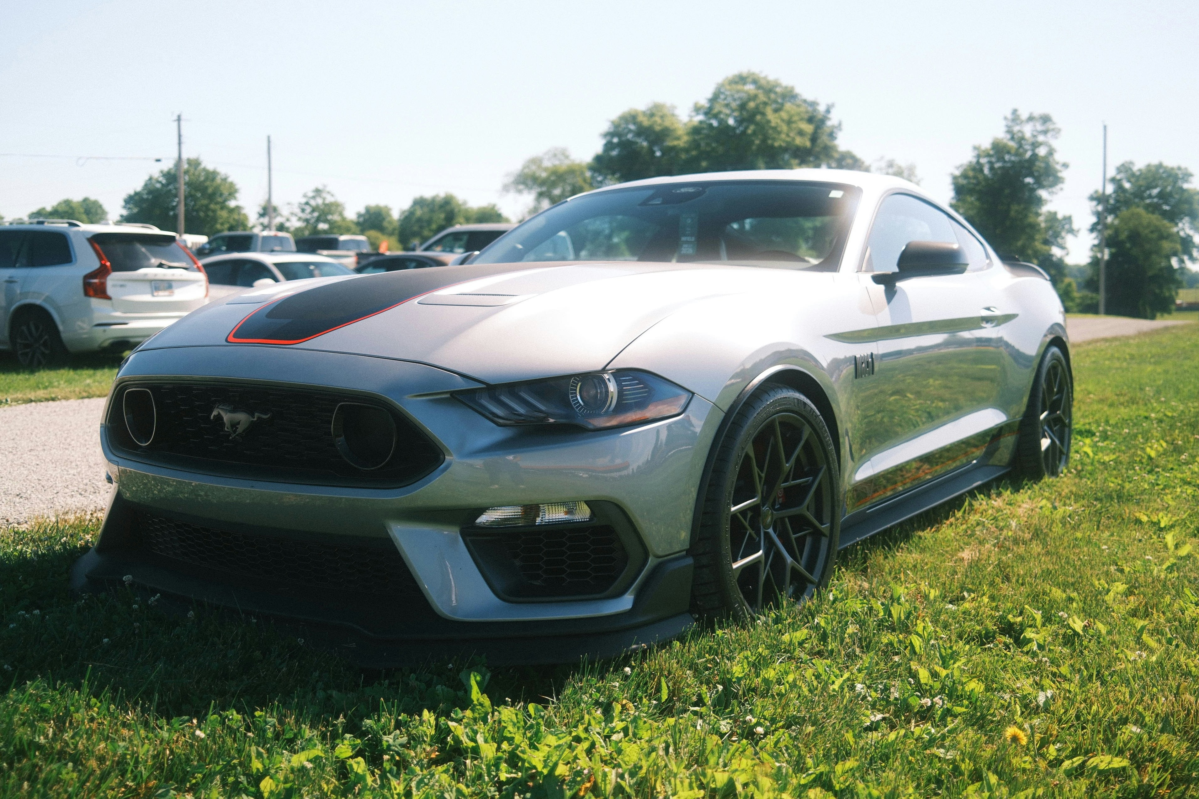 Low-Angle Encounter: A Sternday Mustang Stands Guard on Grassy Parkway