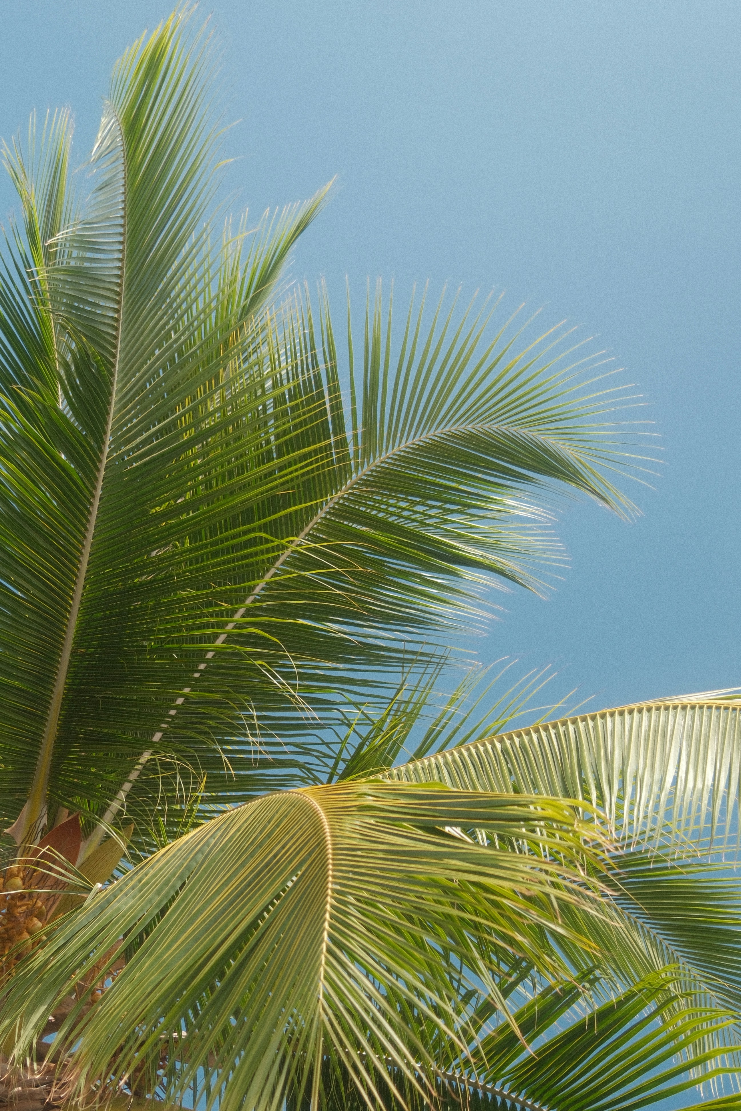 Low-Angle Palm Canopy Under a Clear Sky