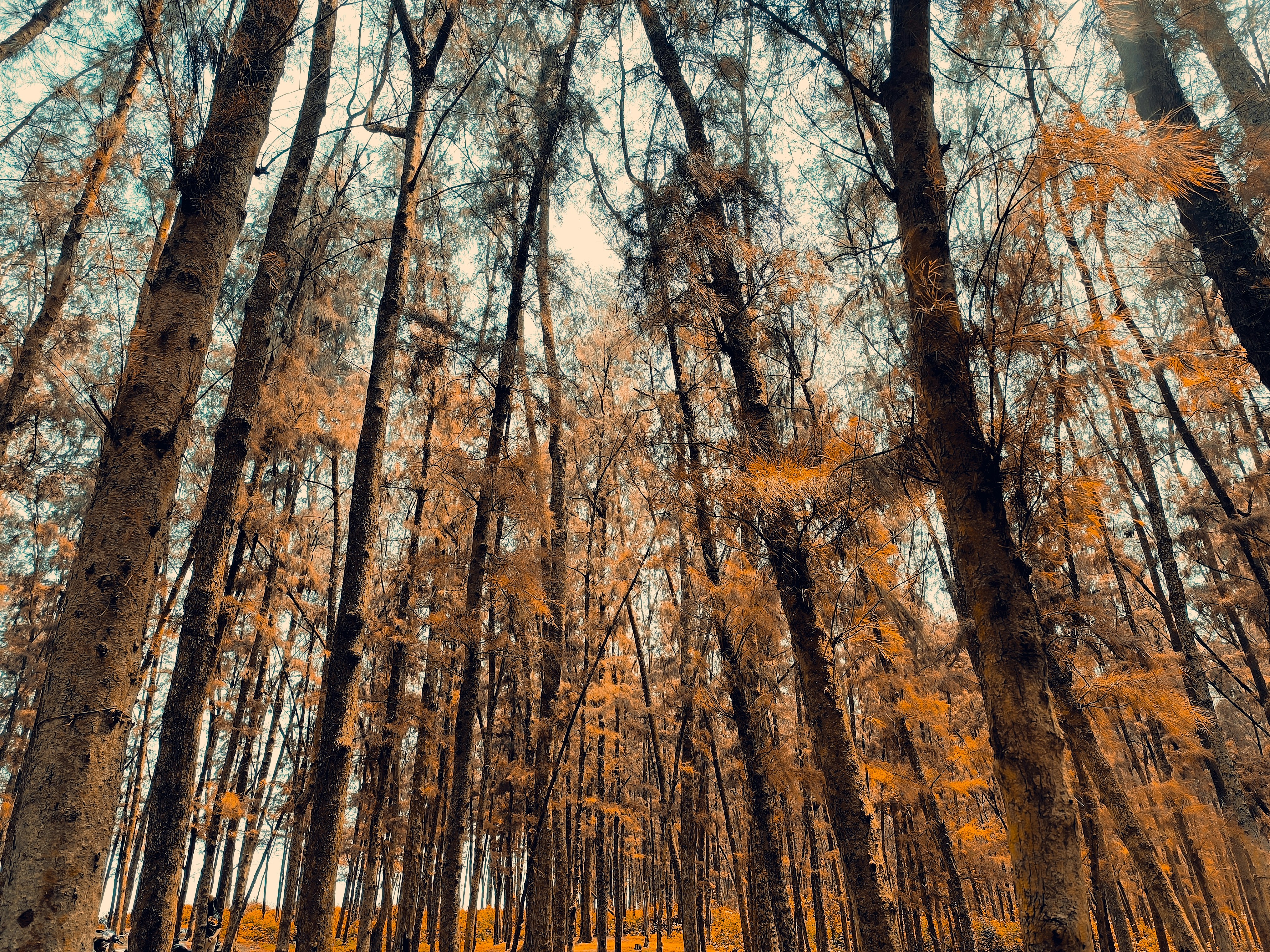 Autumn Cathedral: An Orchard of Tall Pines in Golden Light