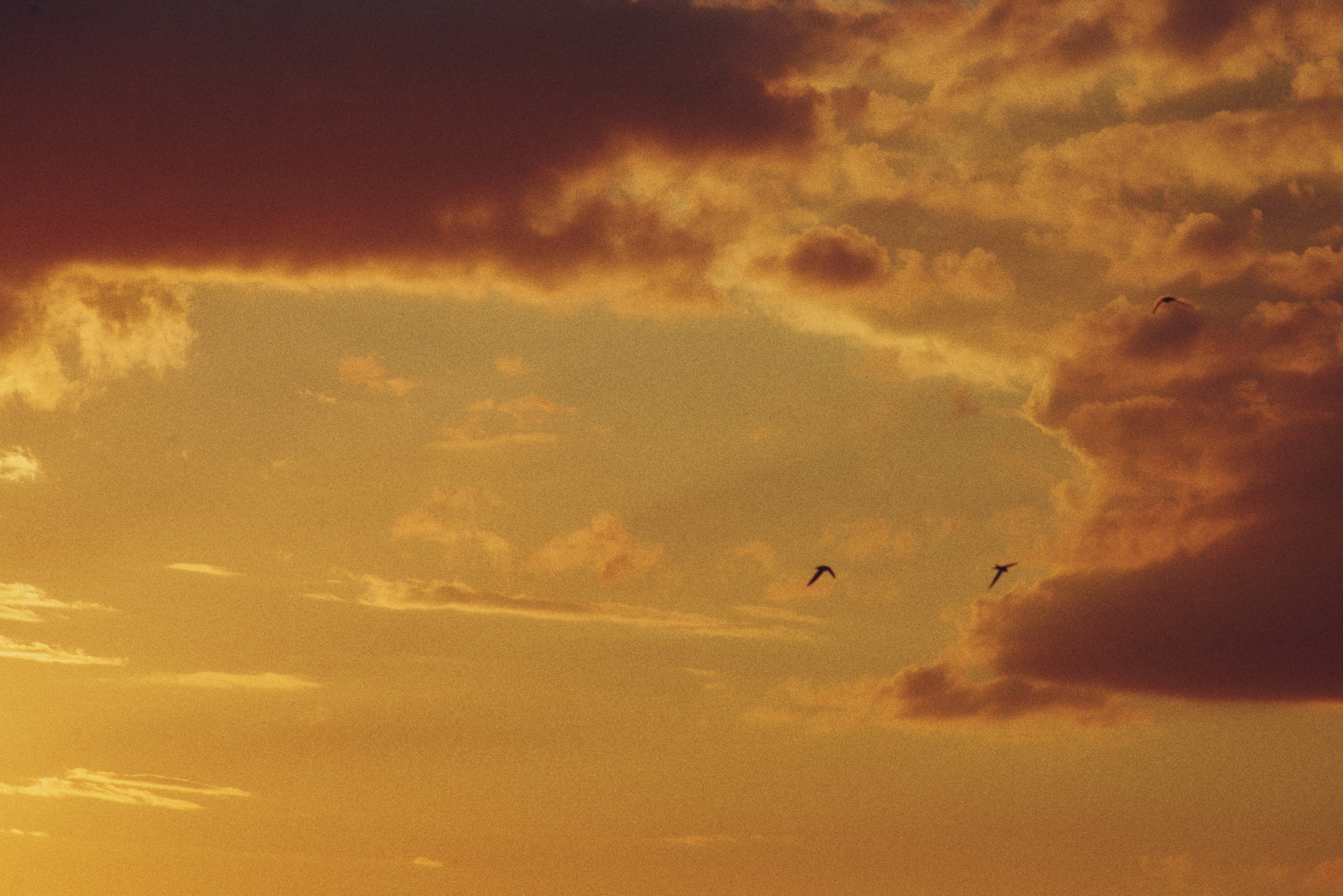 Sunset Silhouette: A Quiet Skies Moment with Migrant Birds