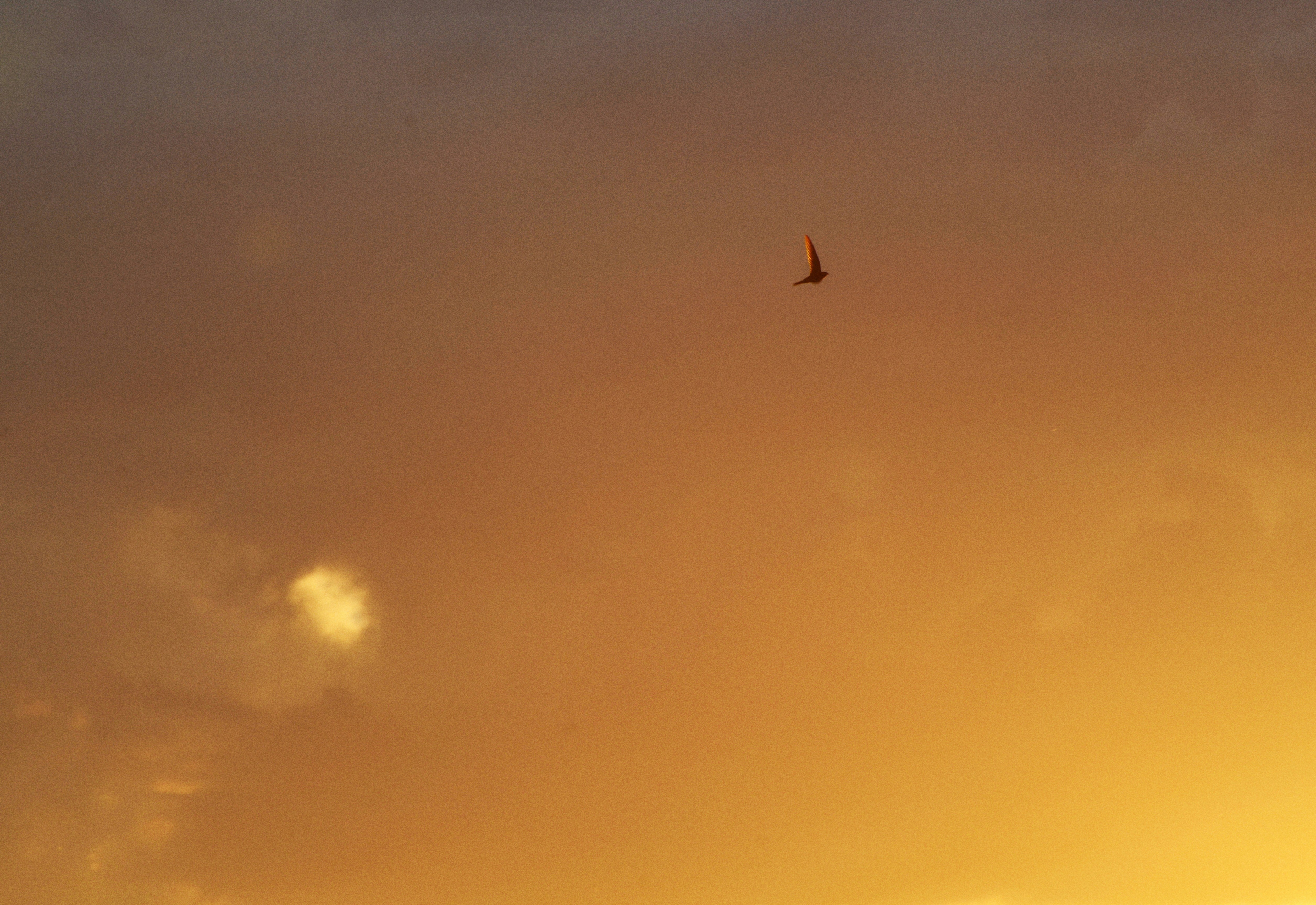 Bird in a Warm Sky: A Quiet Evening Soar