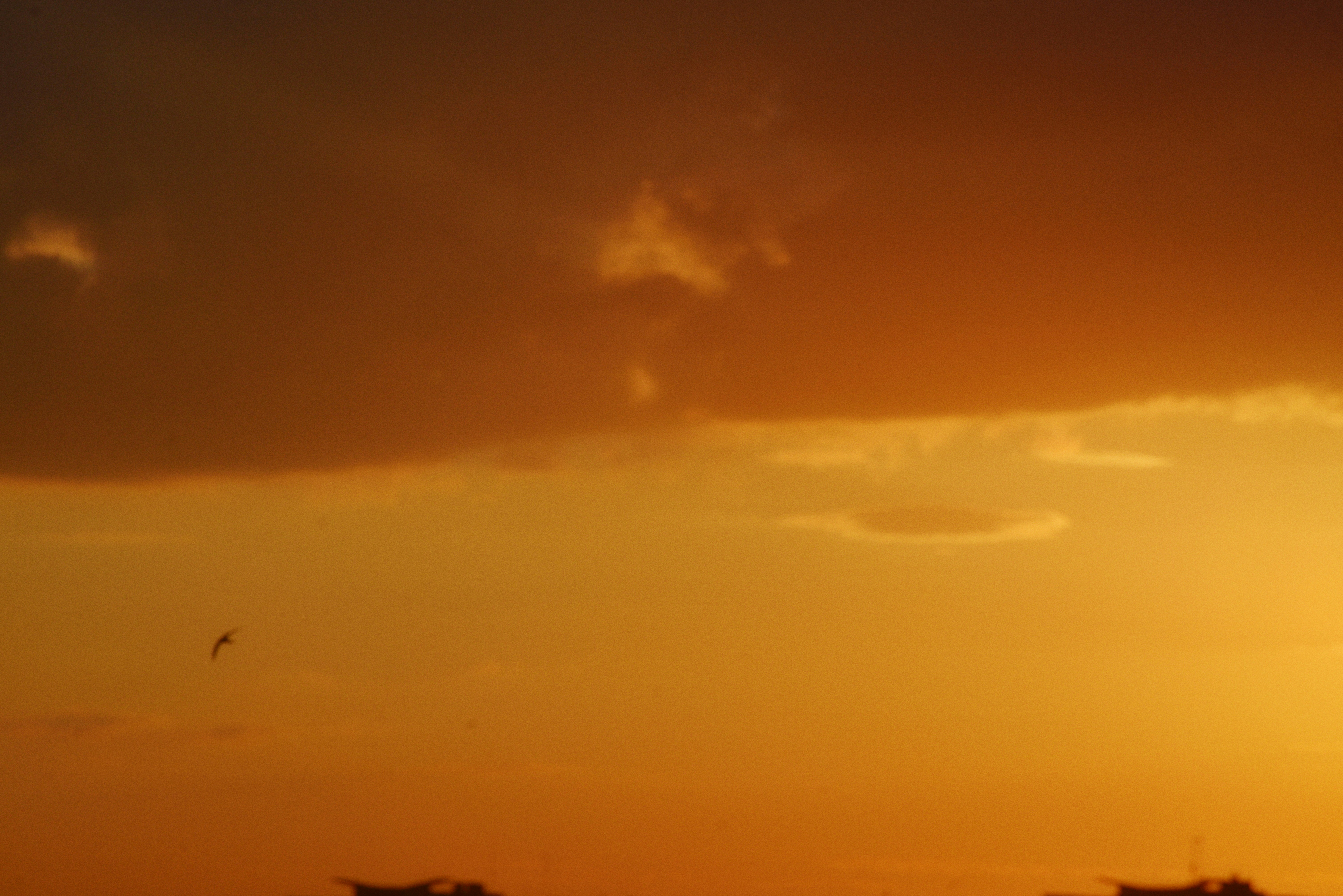 Crimson Horizon: A Bird in the Ember Sky